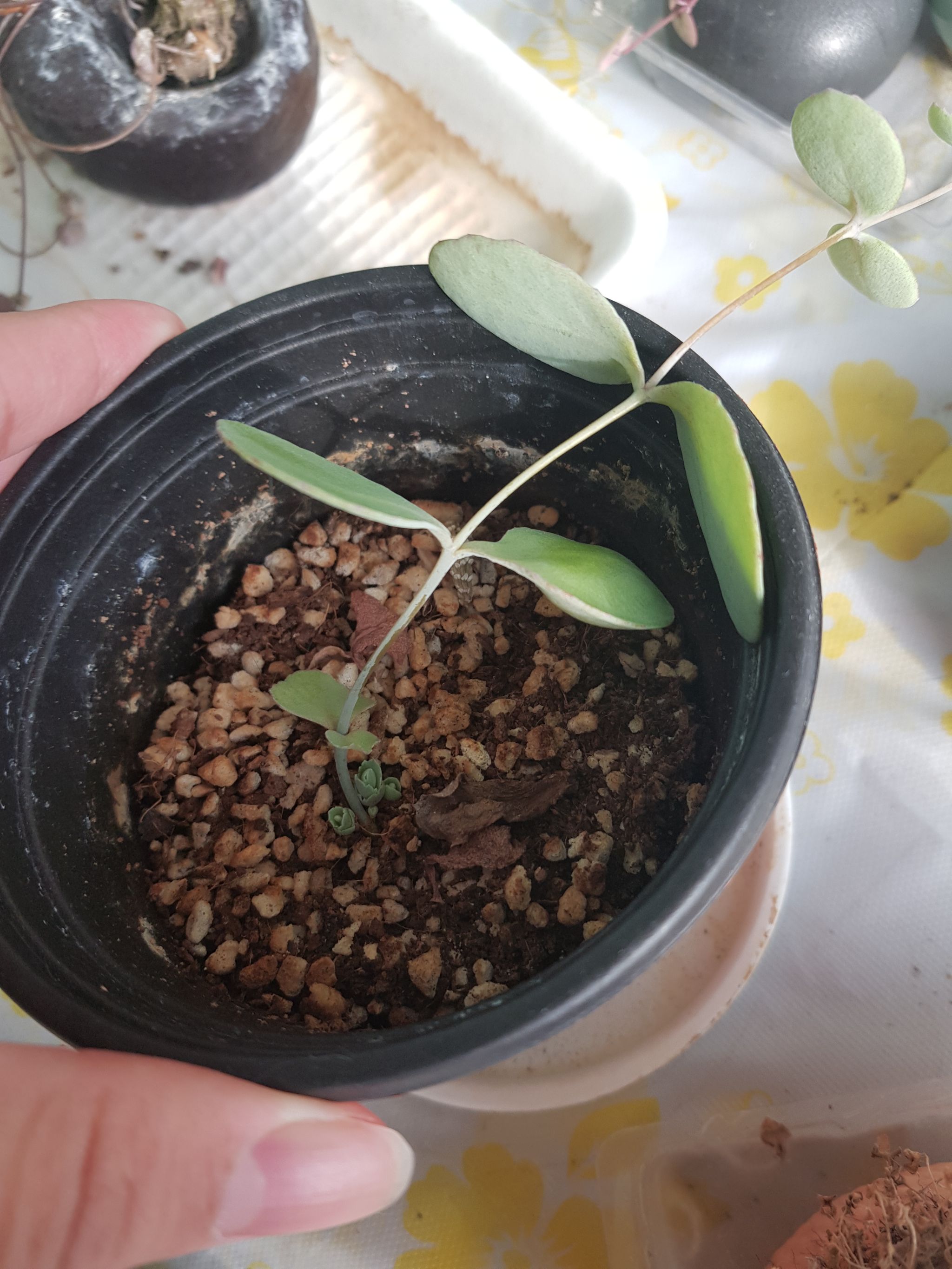 Raydiance Peperomia Plant Care: Water, Light, Nutrients | Greg App 🌱