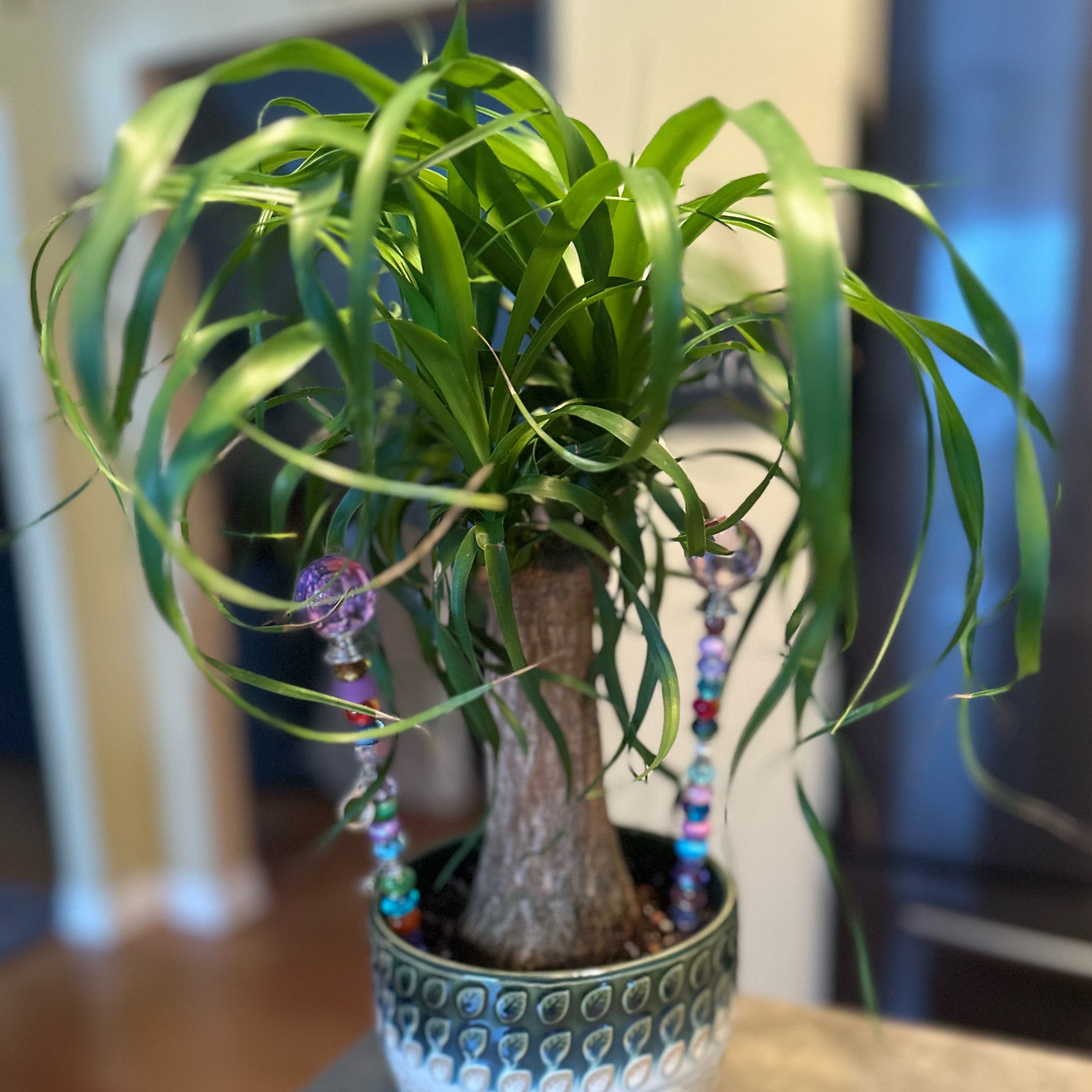Marley | A plant by @SashasOasis on Greg