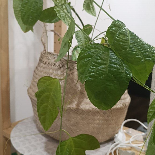 Gregarious | A plant by @EarthyCamellia on Greg