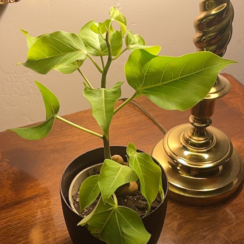 What Is A Good Temperature Range For My Bodhi Tree?