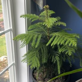 How To Propagate Your Norfolk Island Pine