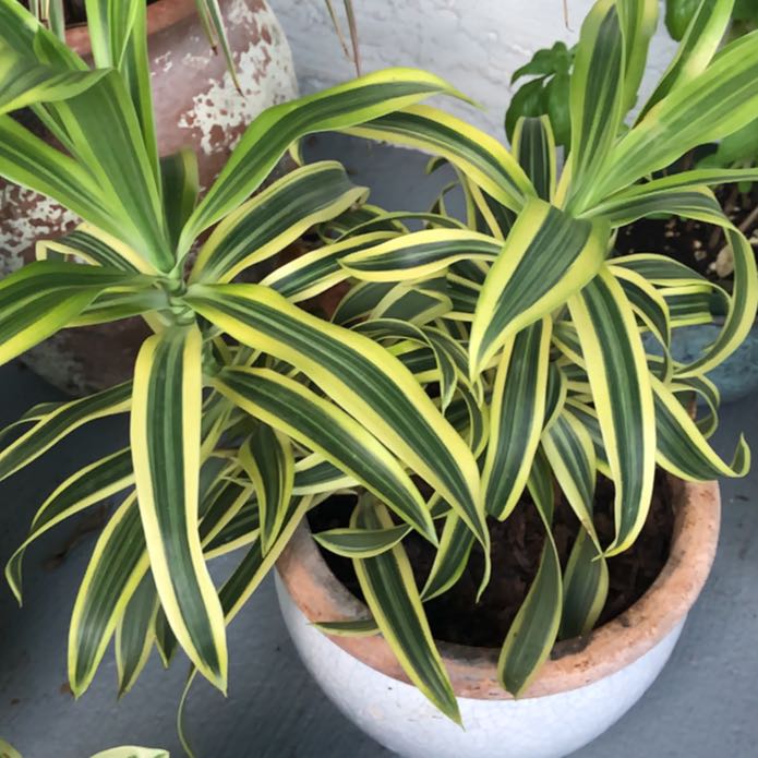 Captain Plant-it | A plant by @SweetWaterfern on Greg