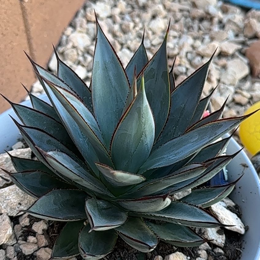 Why Are There Brown Spots on My Coastal Agave Leaves?