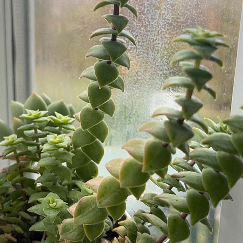 Propagating Your String Of Buttons: Step-by-step Guide 👶