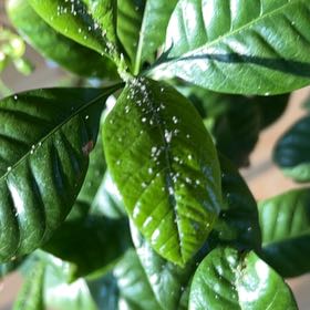 🐛 What To Do About Bugs on My Cape Jasmine?