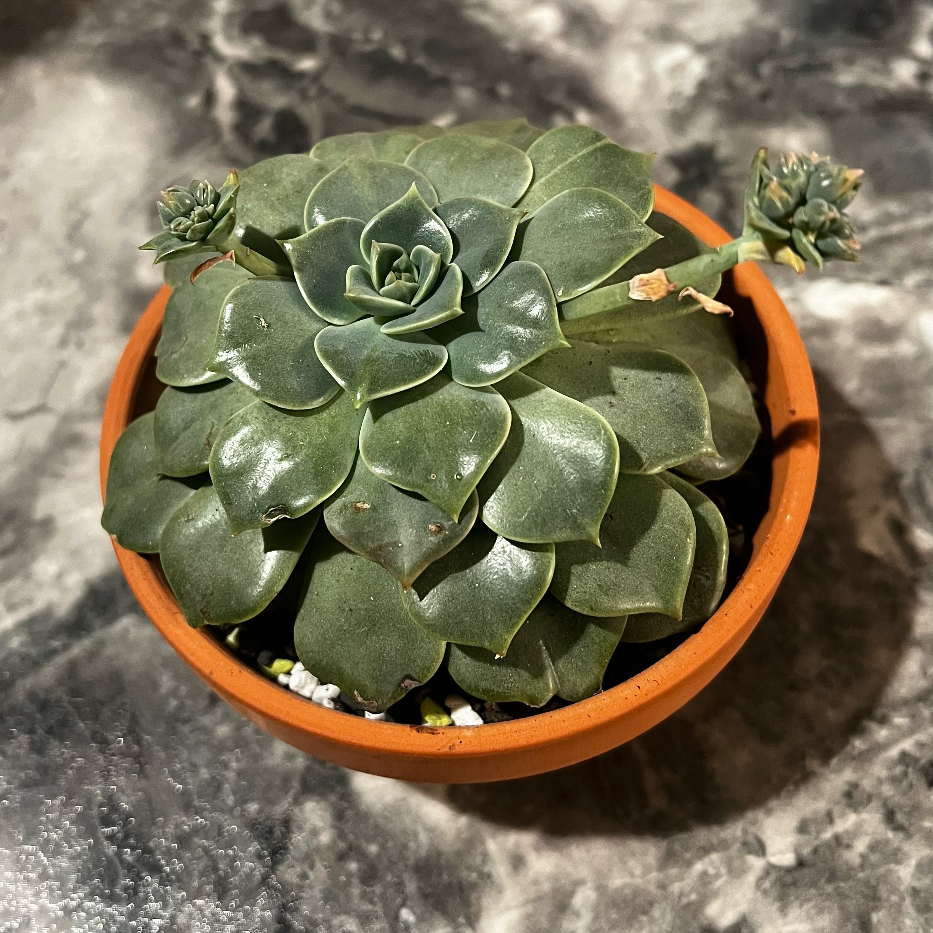 What Do Taciveria 'Tasha' Flowers Mean?