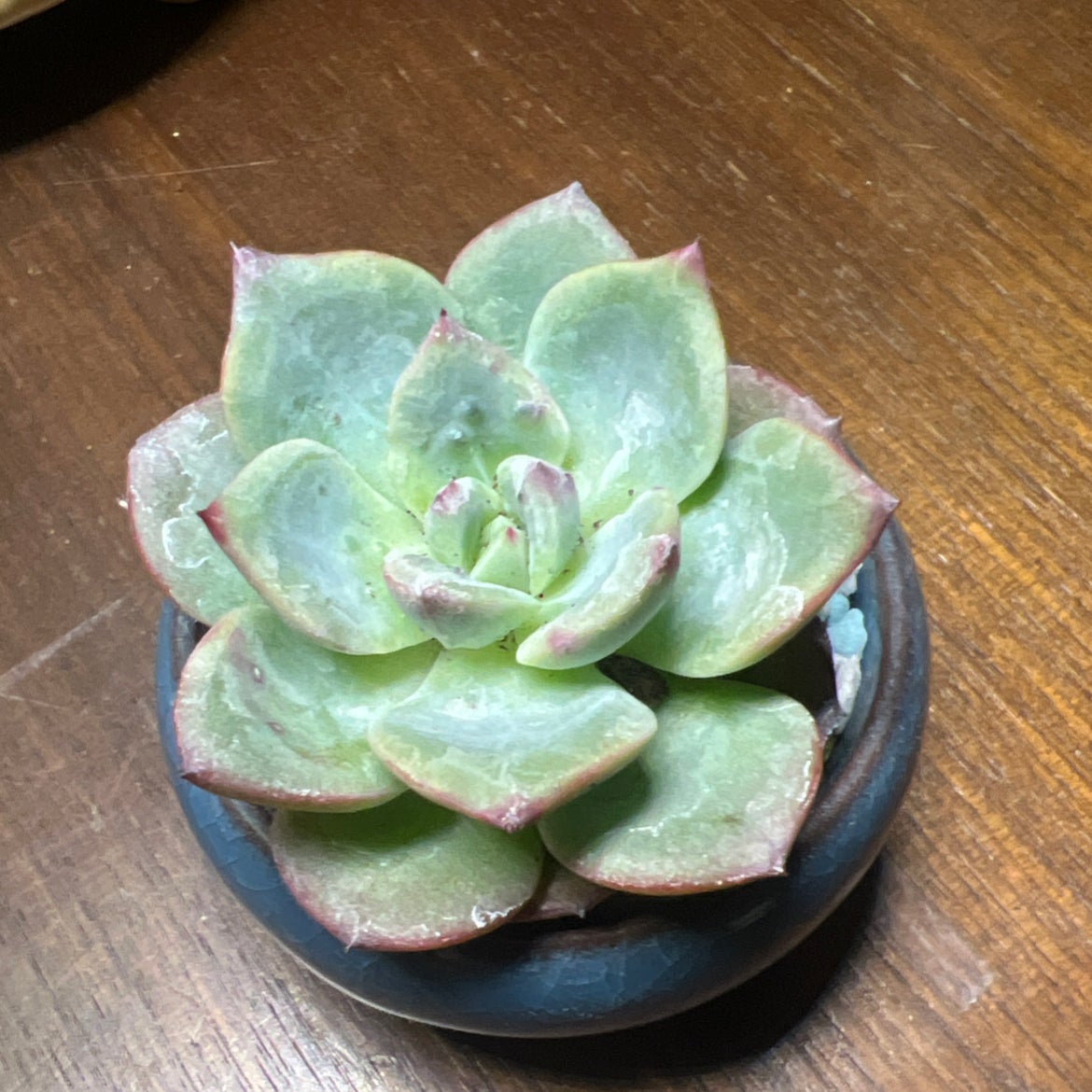 The Complete Echeveria Lala Plant Care Guide: Water, Light & Beyond