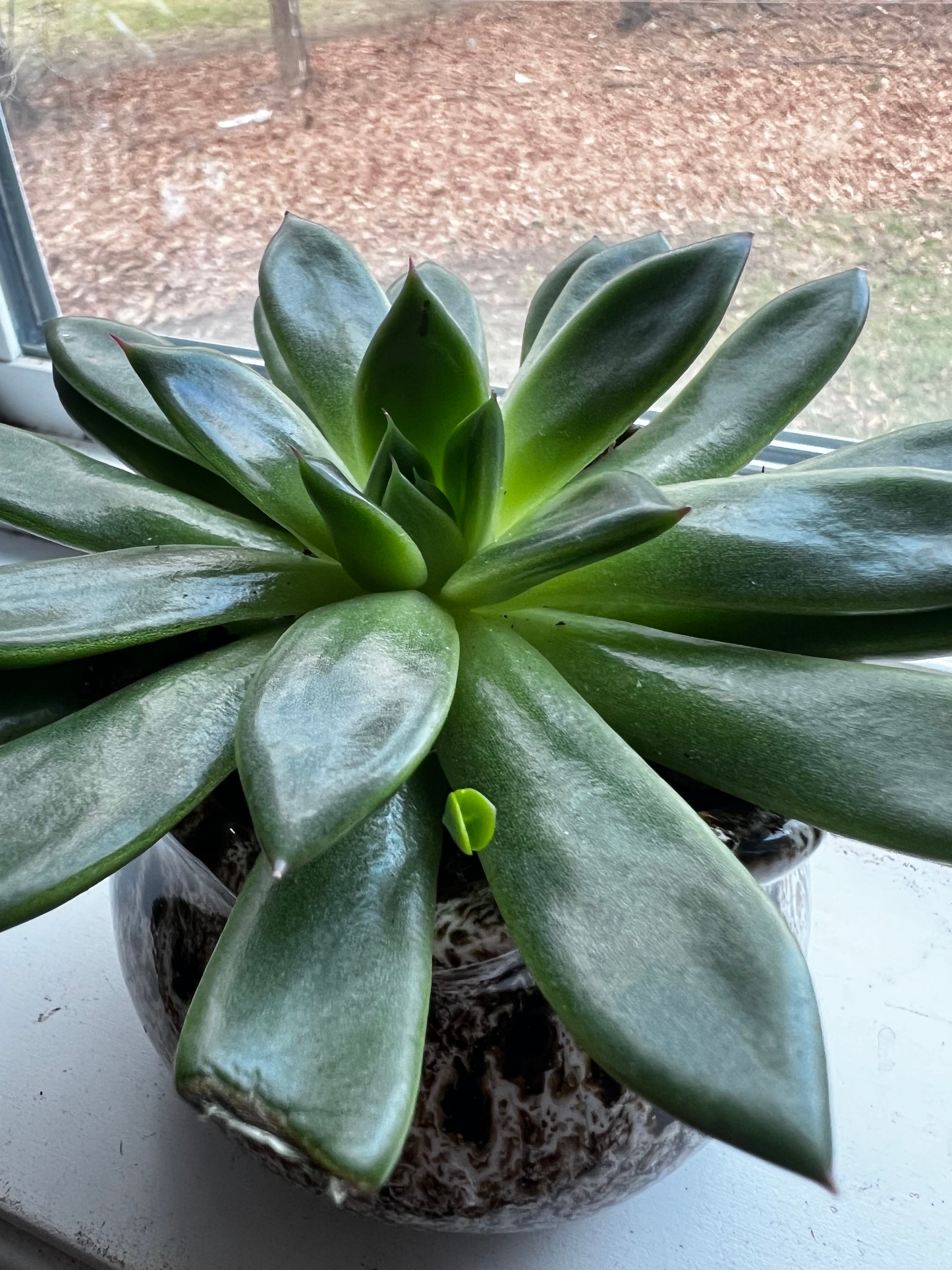 Graptoveria 'Francesca' Care 101: Water, Light & Growing Tips