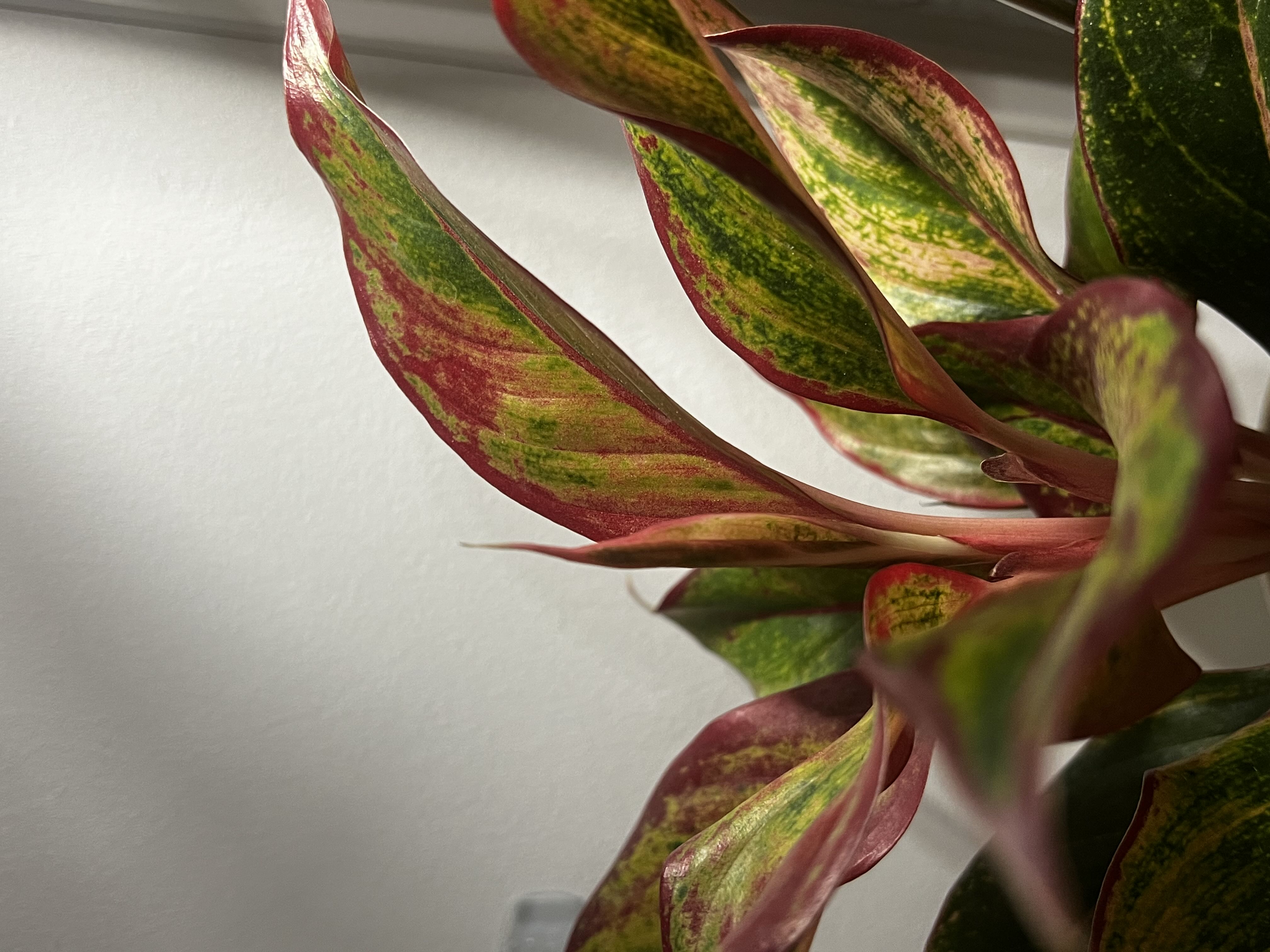 The Complete Red Siam Aurora Aglaonema Plant Care Guide: Water, Light ...