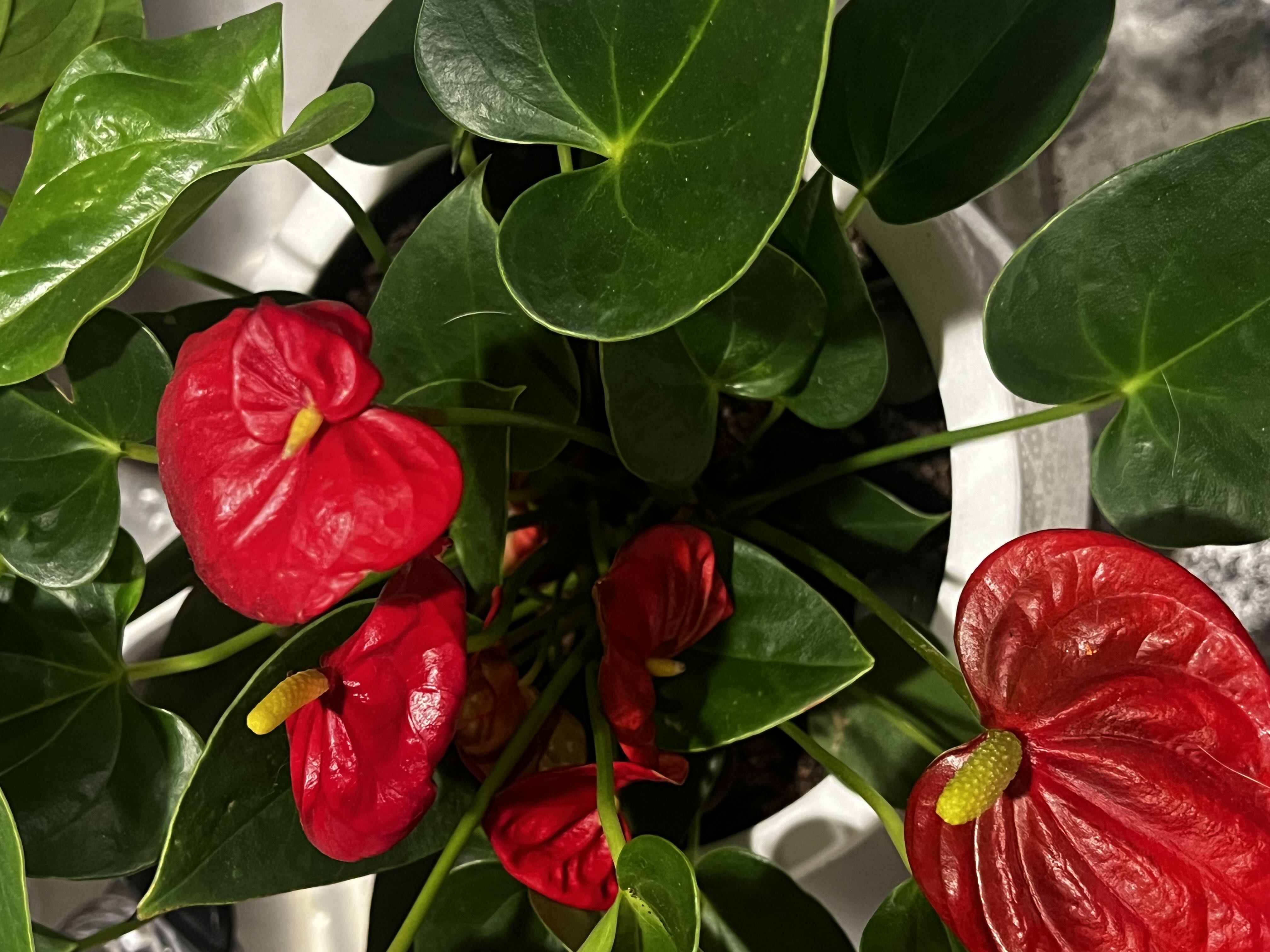 Anthurium 'Queen of Hearts' Plant Care: Water, Light, Nutrients | Greg ...