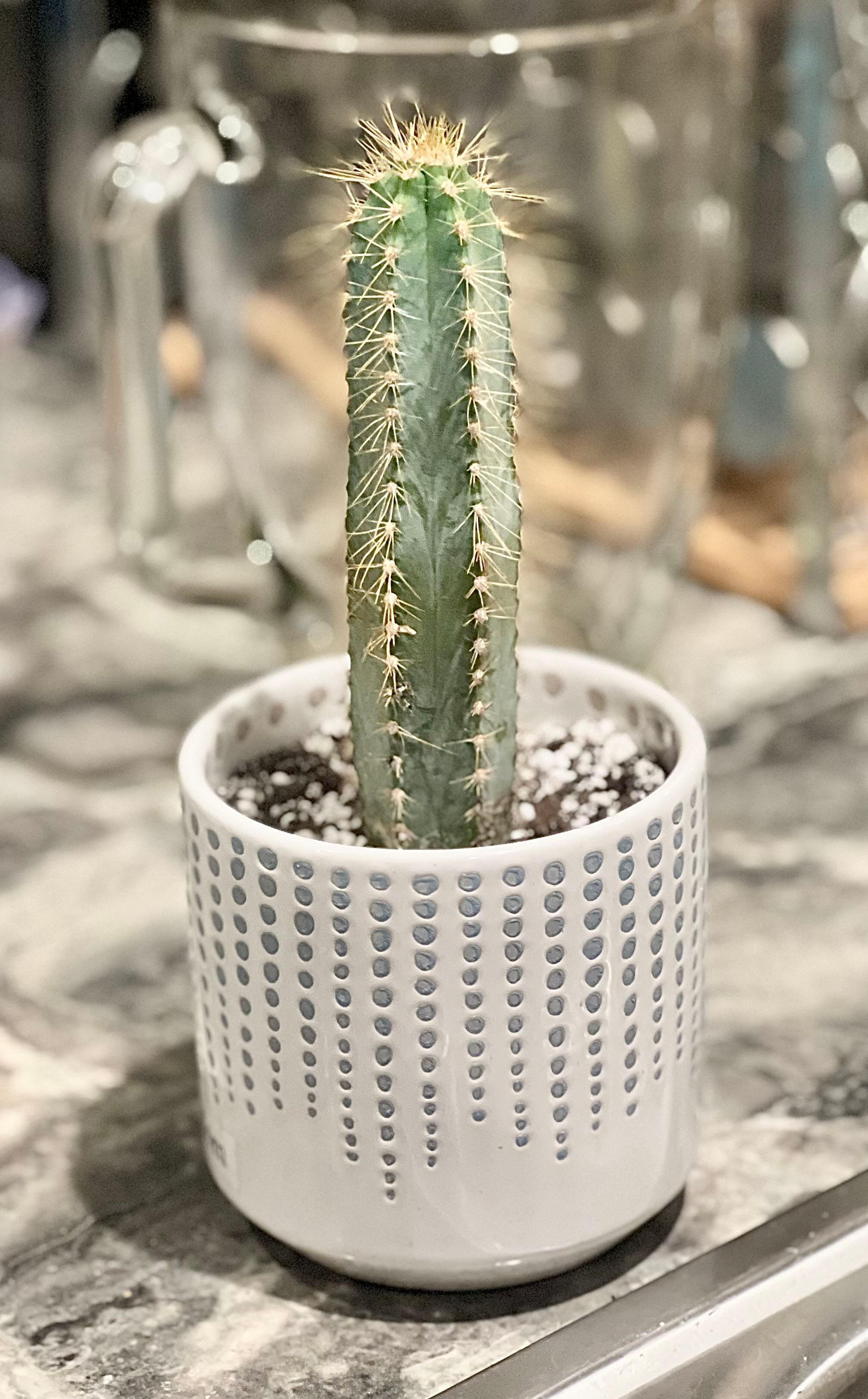 Blue Columnar Cactus Care 101: Water, Light & Growing Tips