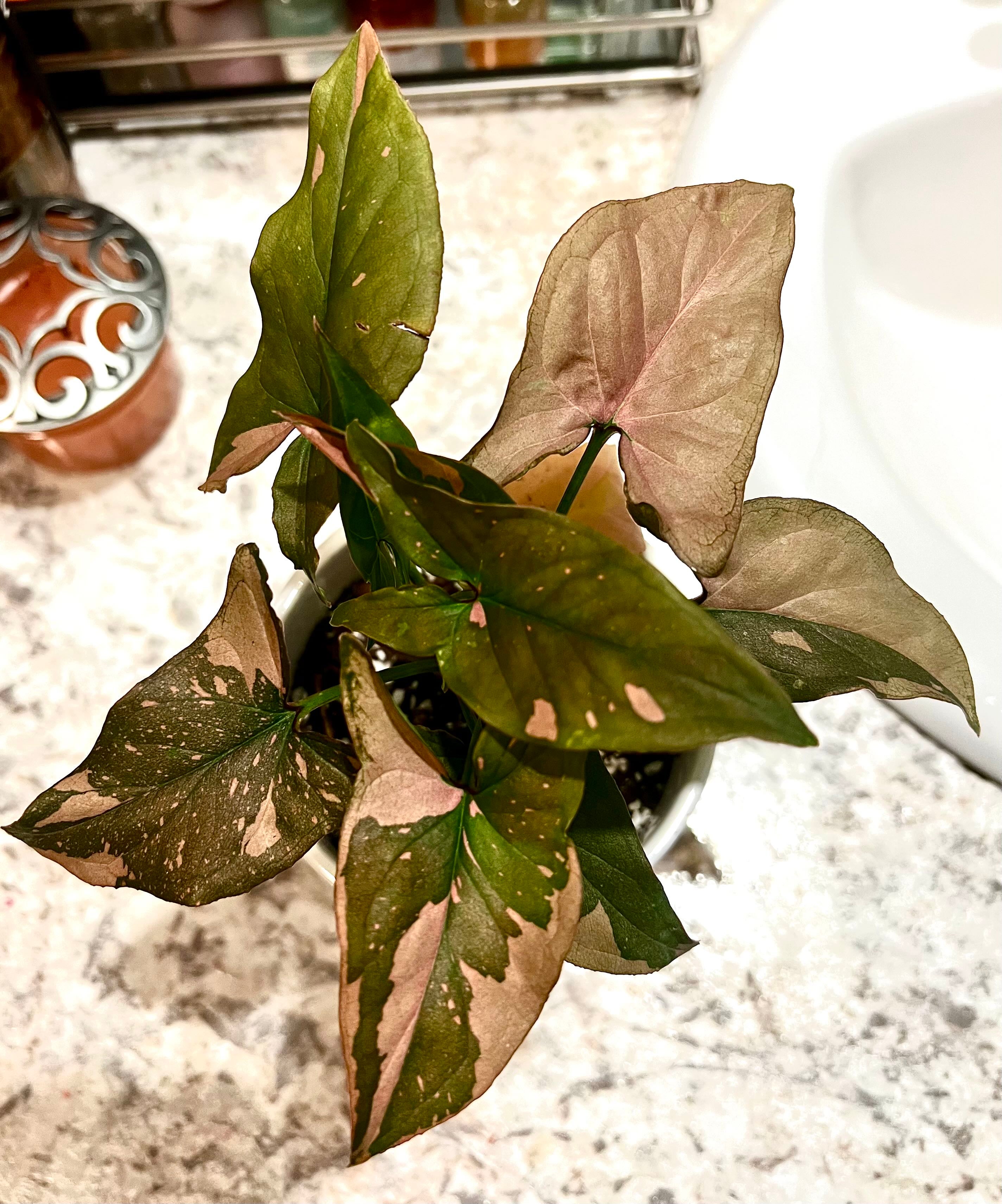 My #Syngonium Pink Splash “Thai” has two new leaves open!...