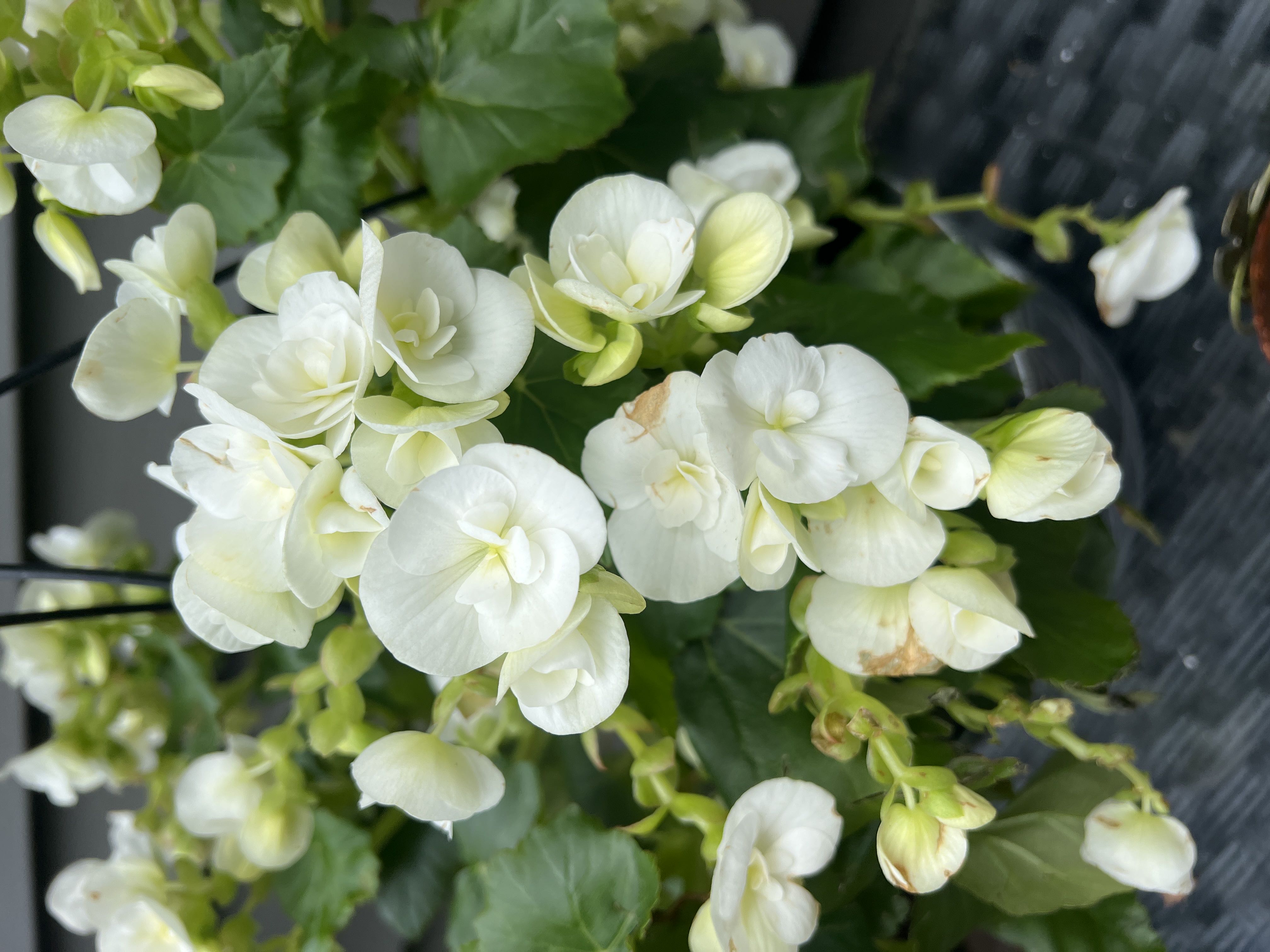 Fuchsia Begonia 'Rose' Care 101: Water, Light & Growing Tips