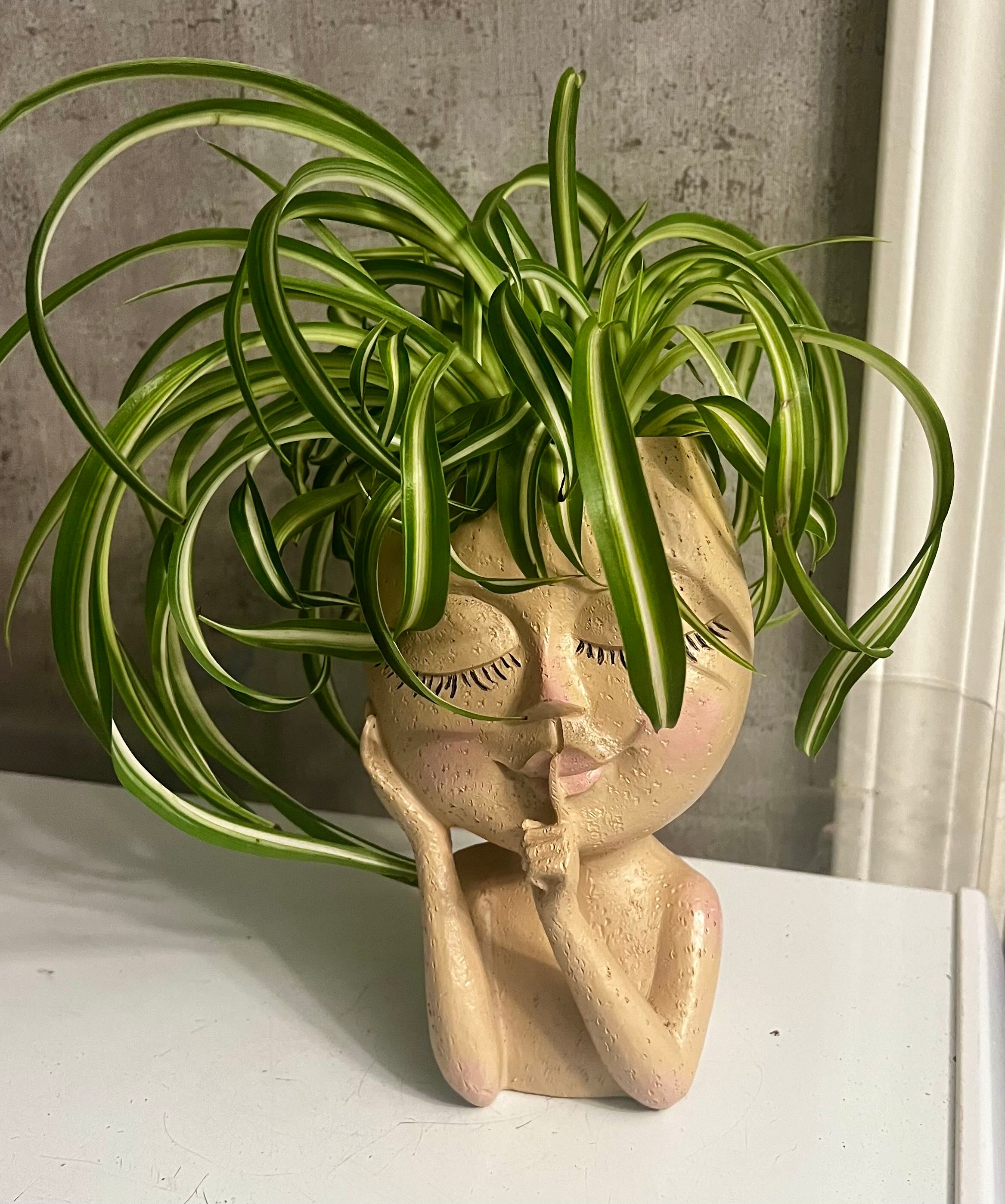 The Complete Spider Plant Plant Care Guide: Water, Light & Beyond