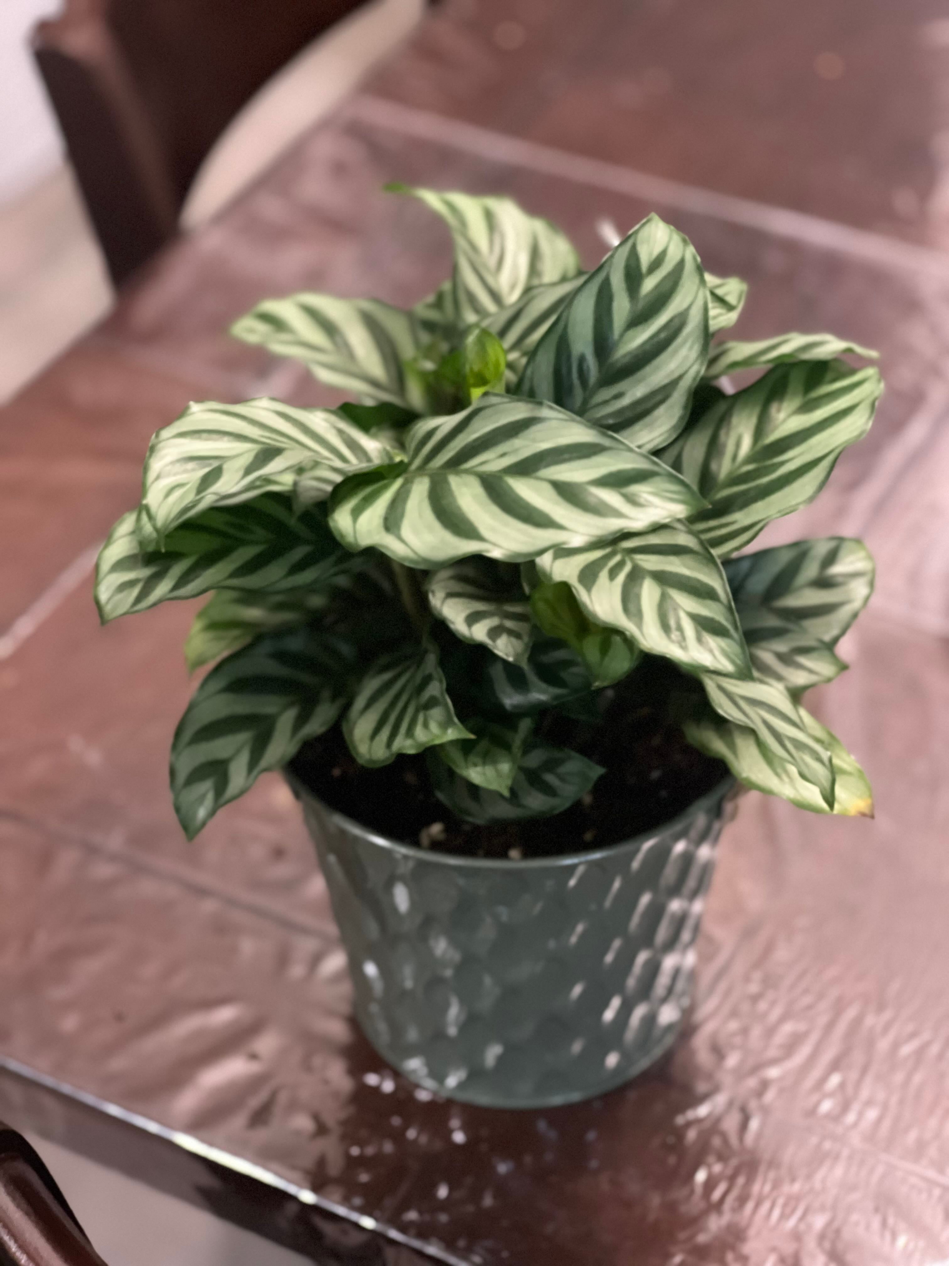 How to Care for Calathea anulque: Mastering Water, Sunlight & More