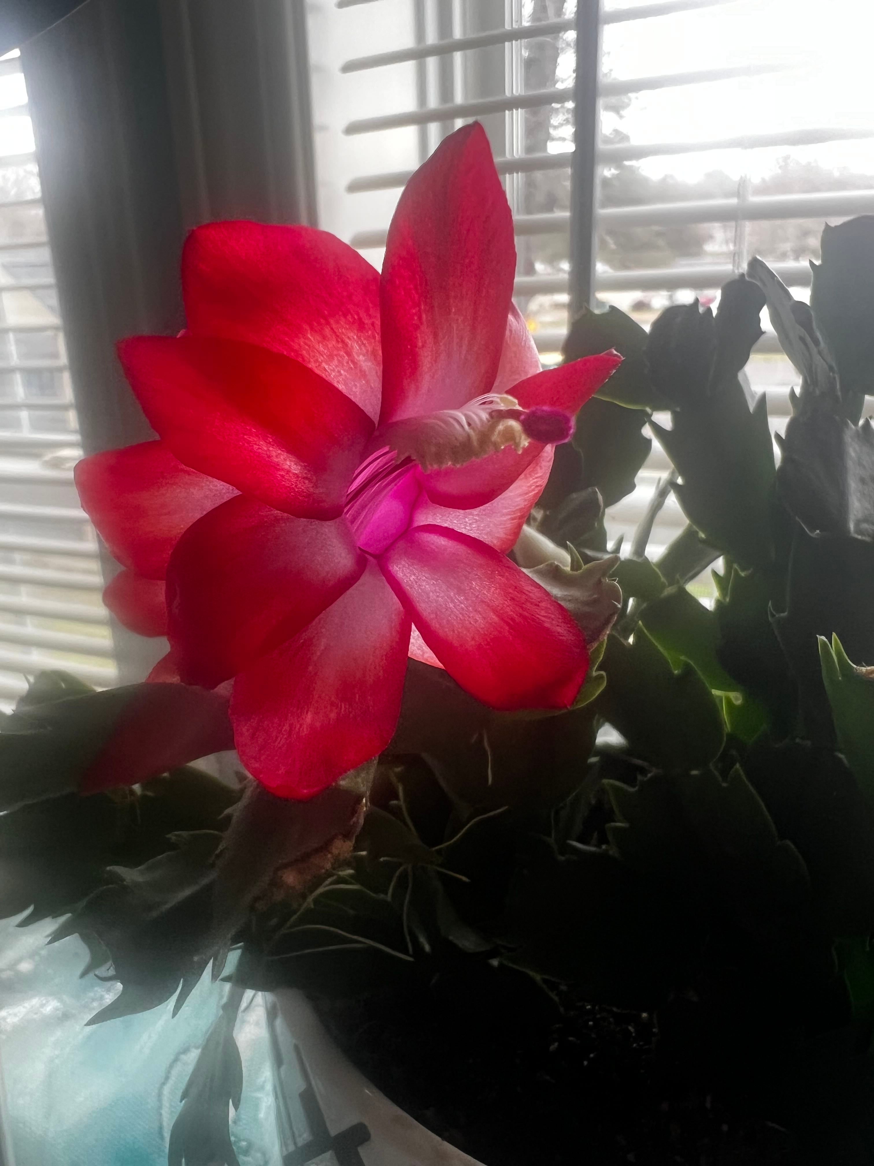 How to Care for False Christmas Cactus: Mastering Water, Sunlight & More