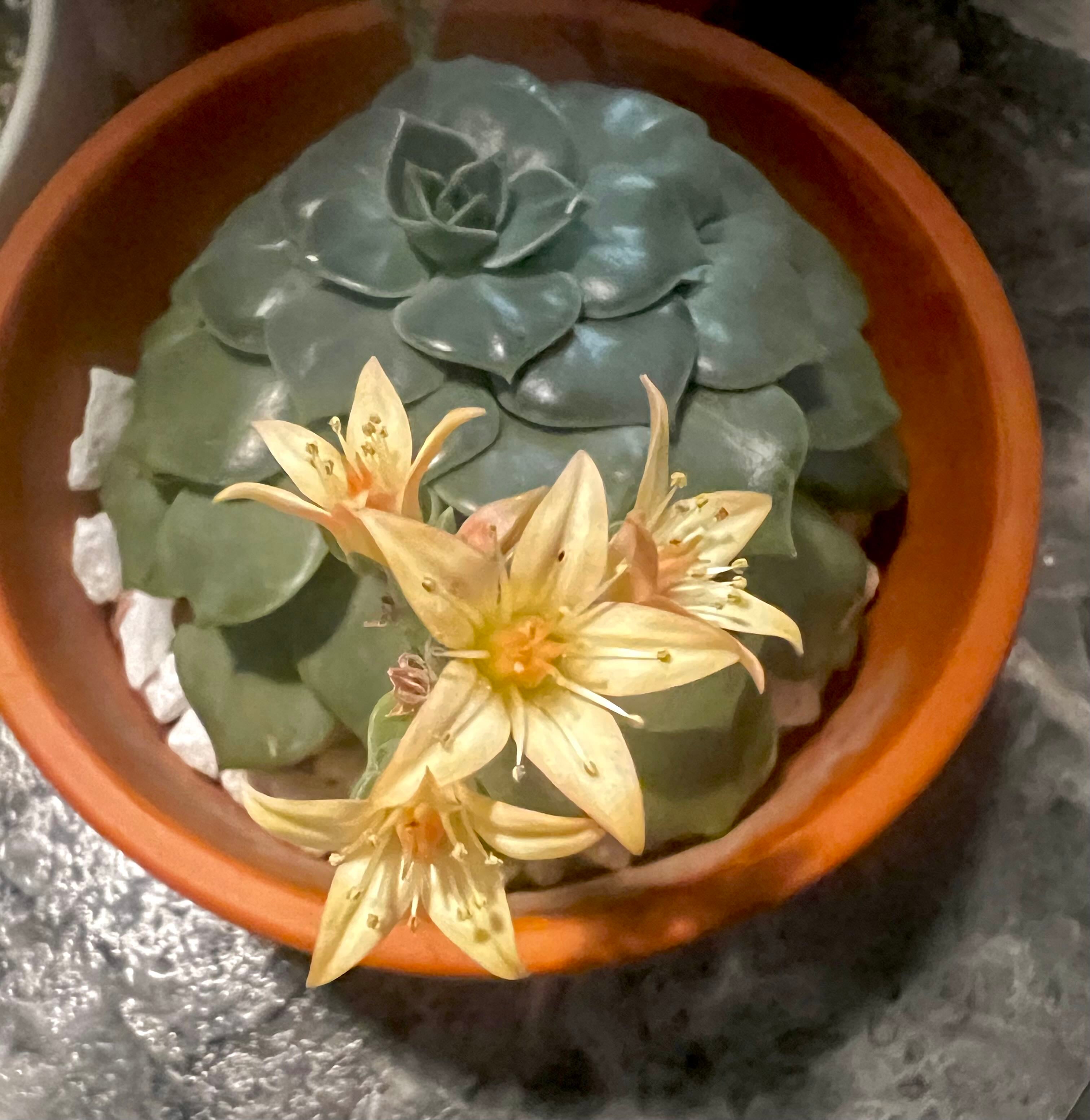 Taciveria 'Tasha' Plant Care: Water, Light, Nutrients | Greg App 🌱