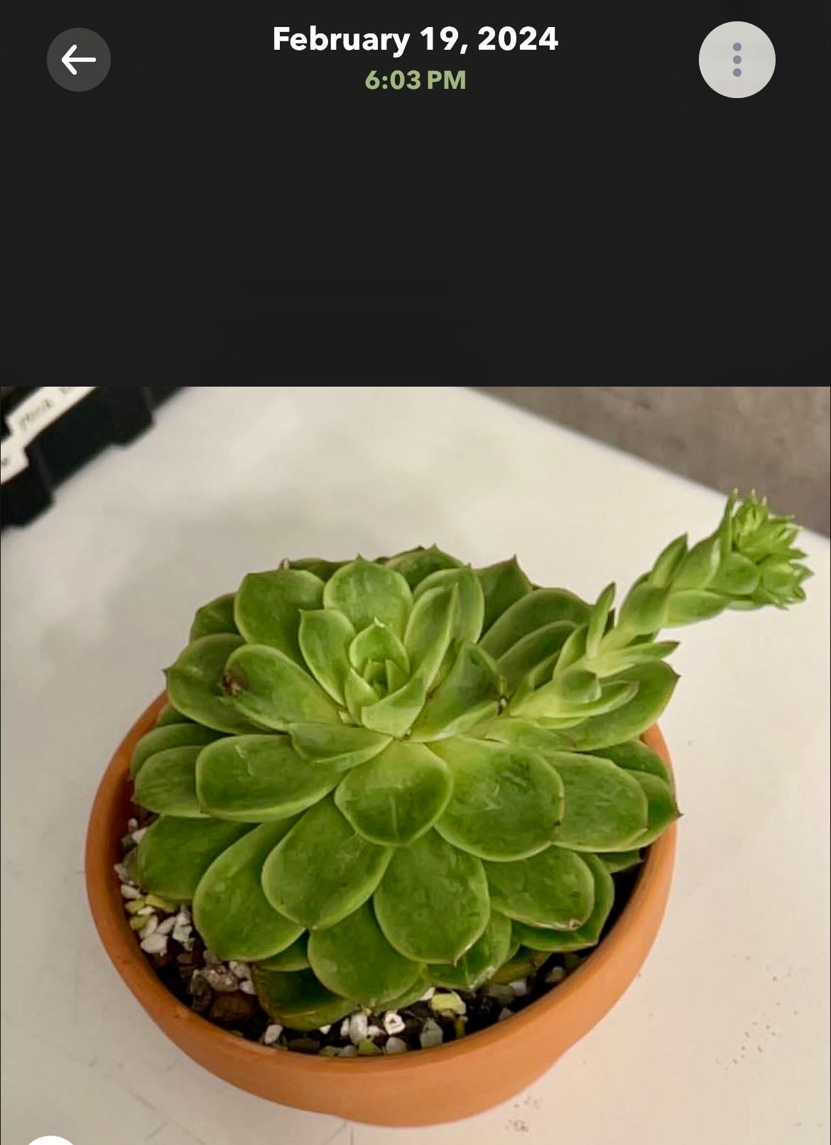 The Complete Echeveria 'Elfstone' Plant Care Guide: Water, Light & Beyond