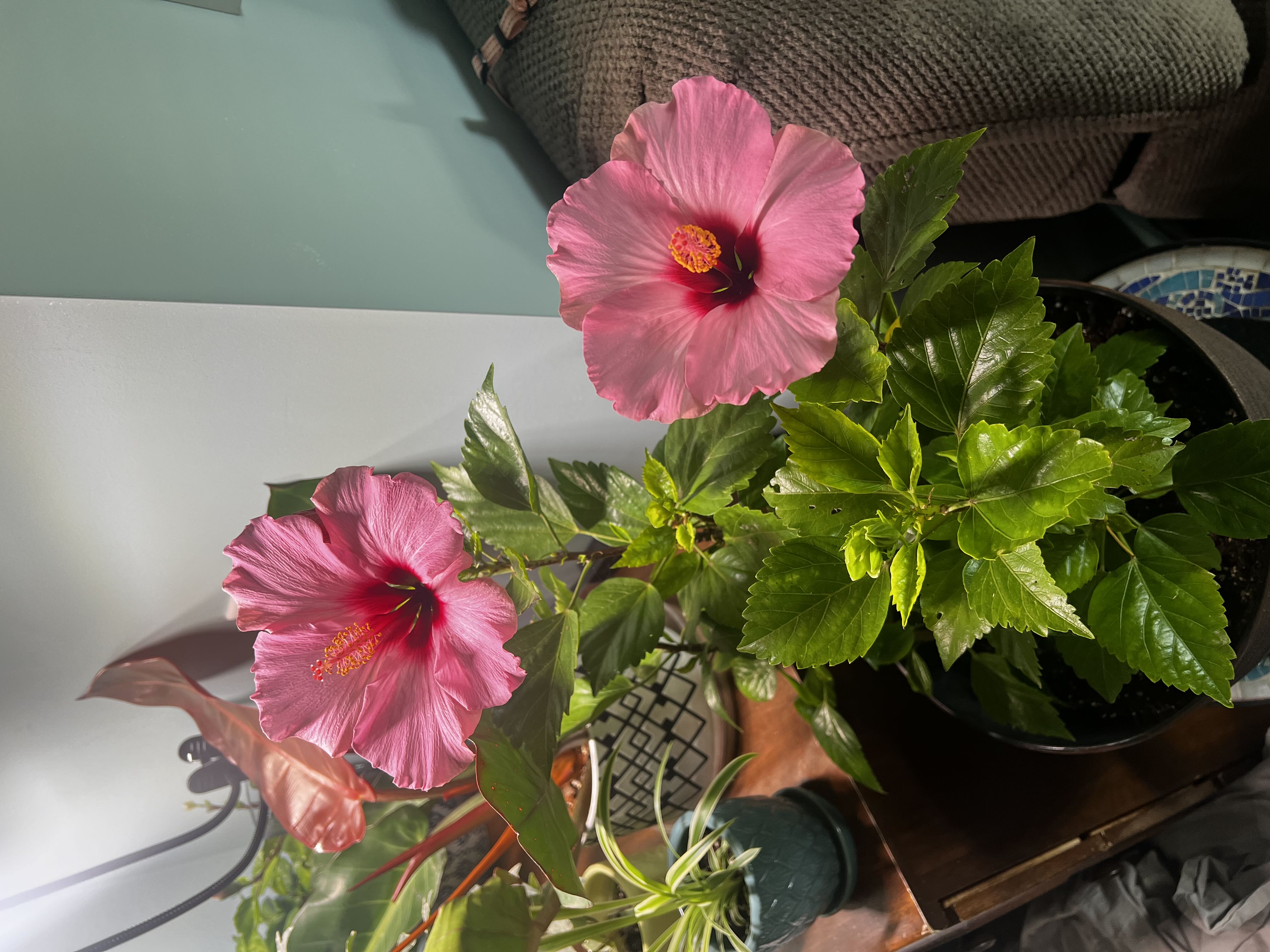 Fuchsia Begonia 'Rose' Care 101: Water, Light & Growing Tips
