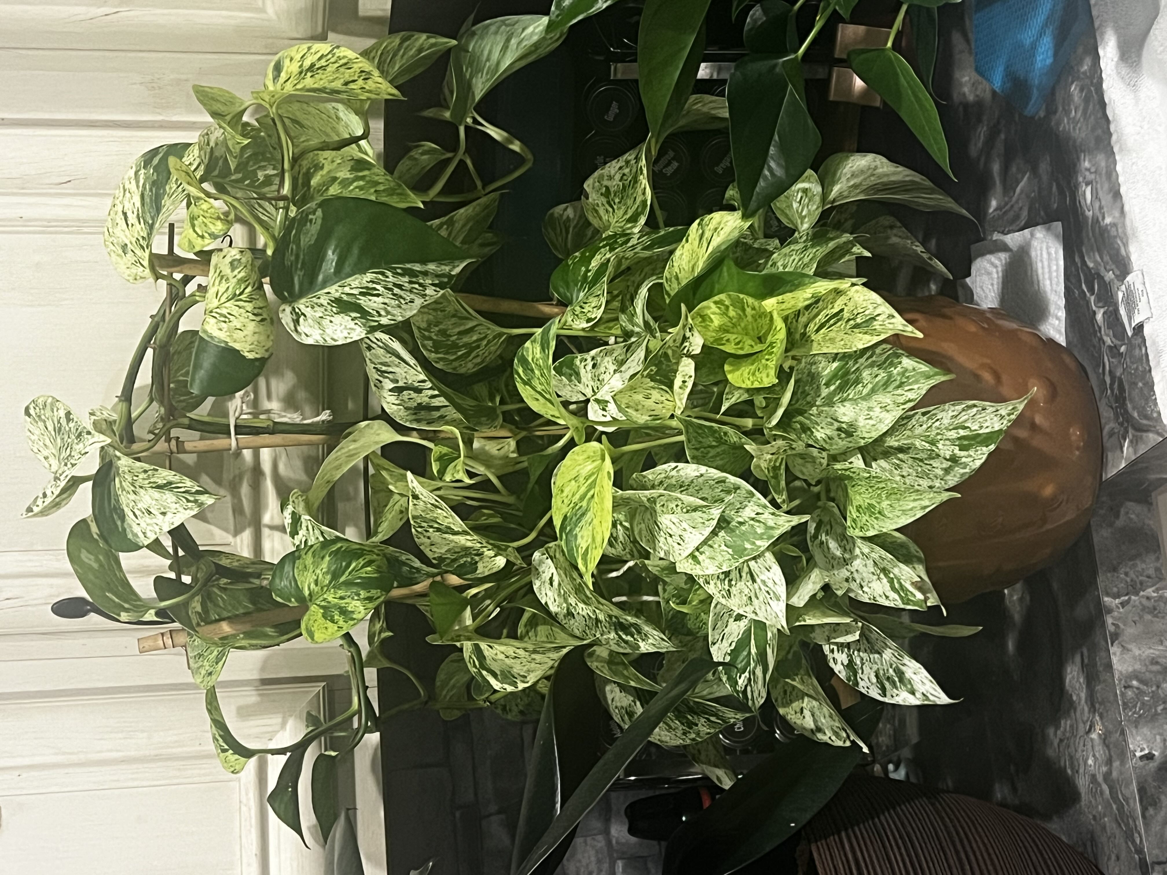 Scrambled Egg Sport Pothos Plant Care: Water, Light, Nutrients | Greg App 🌱