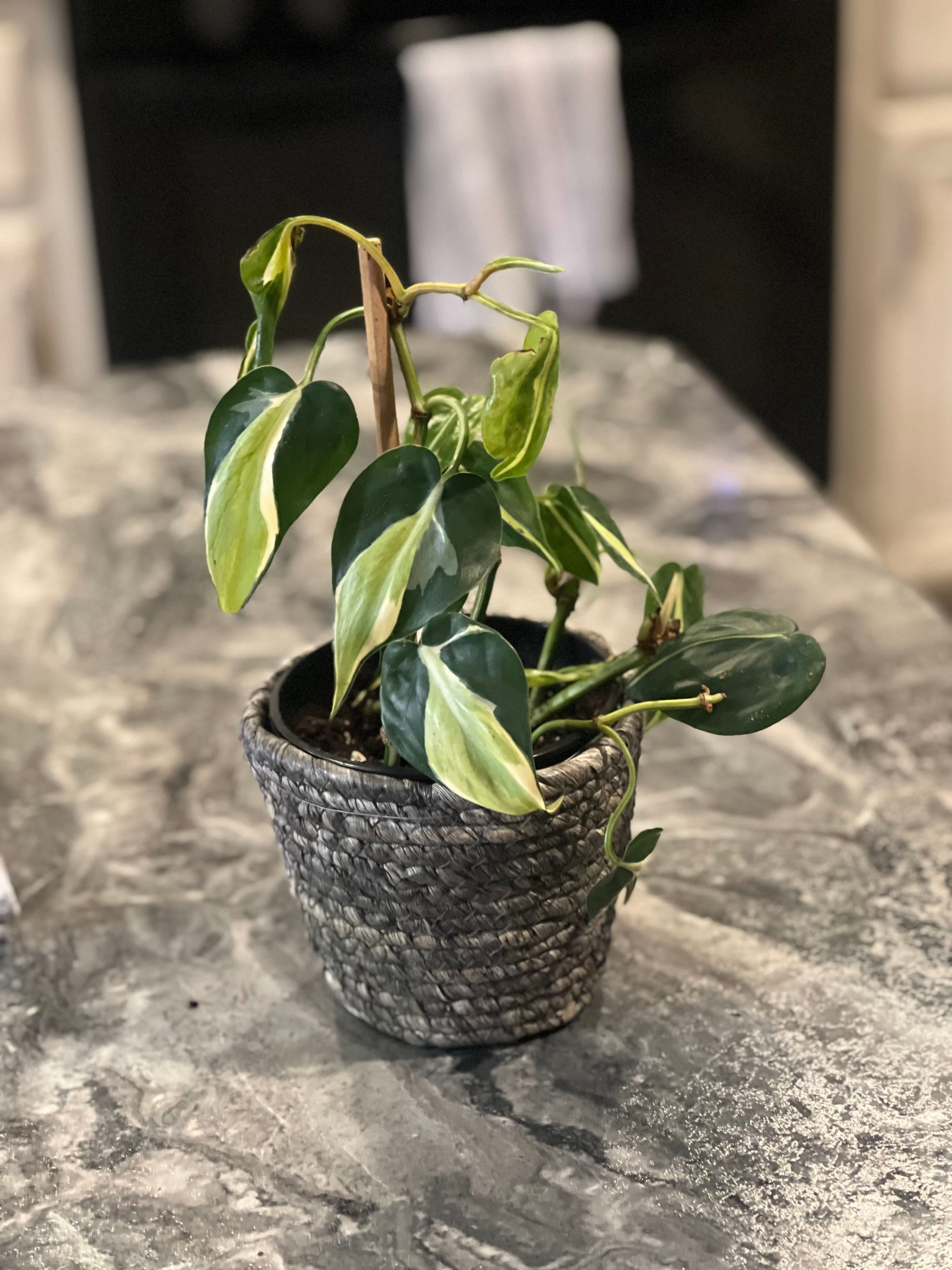 Peperomia Jitterbug Plant Care: Water, Light, Nutrients | Greg App 🌱