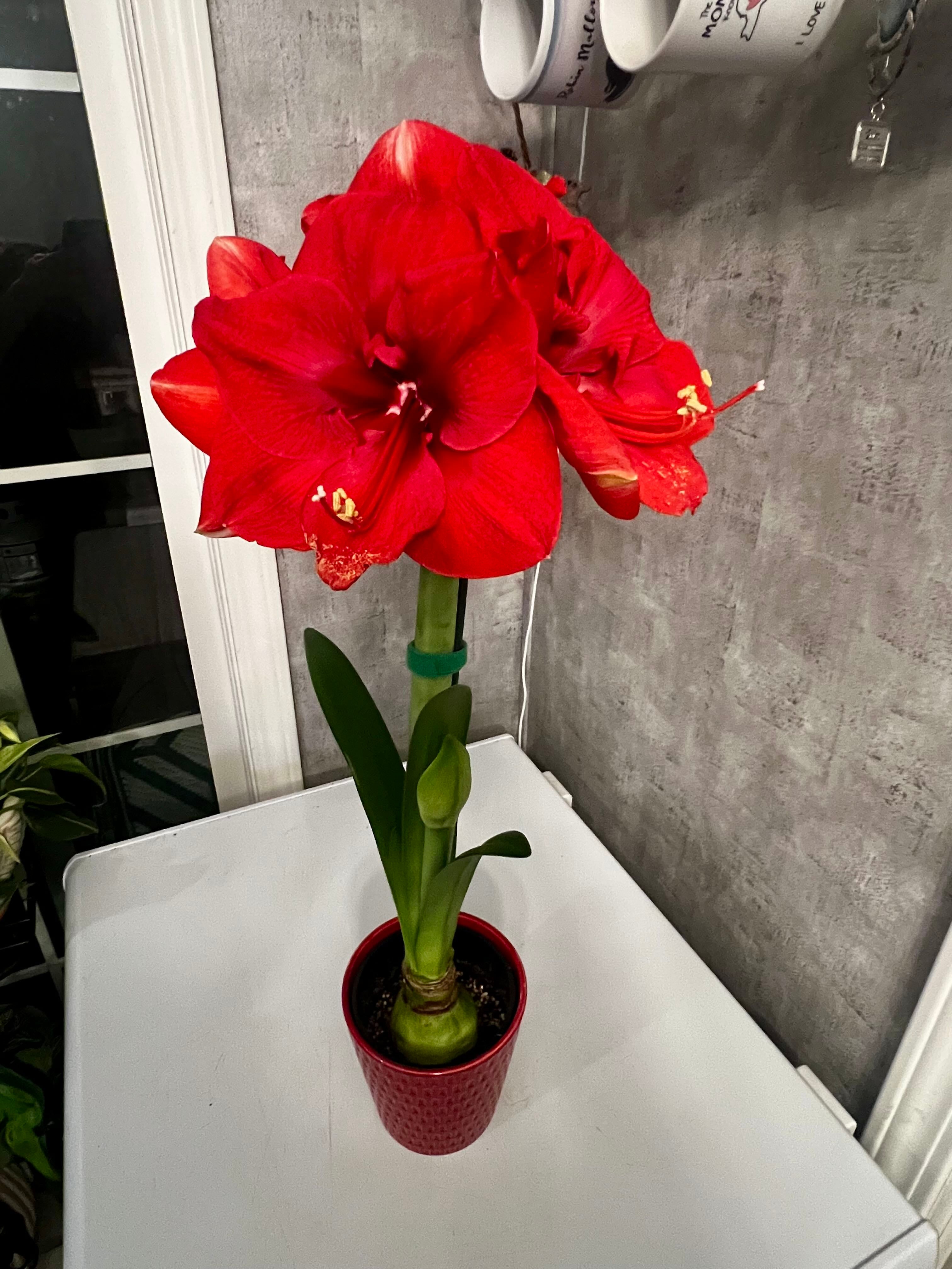What is a Amaryllis 'Magical Touch'? Complete Guide 🌺