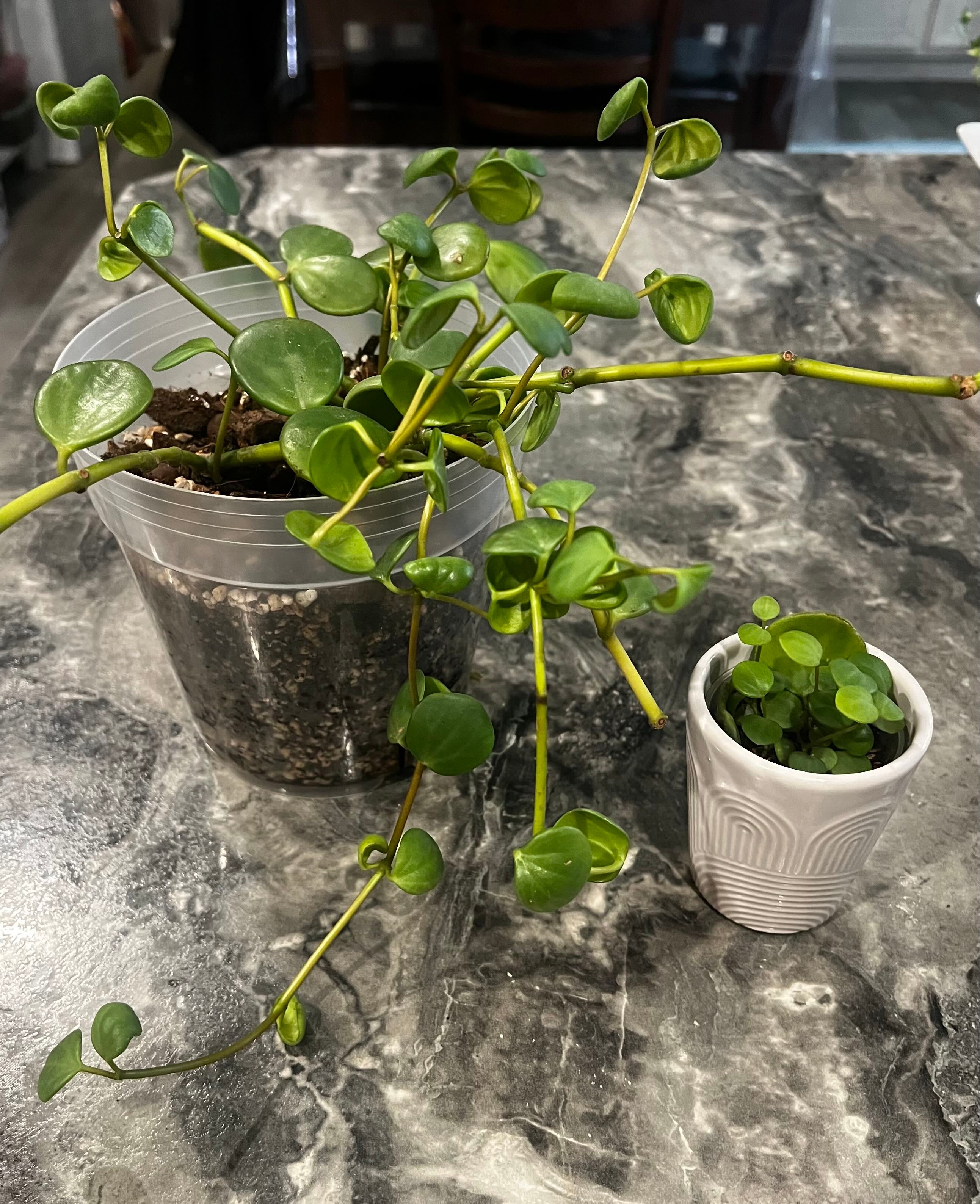 How to Care for Peperomia magnoliifolia: Mastering Water, Sunlight & More