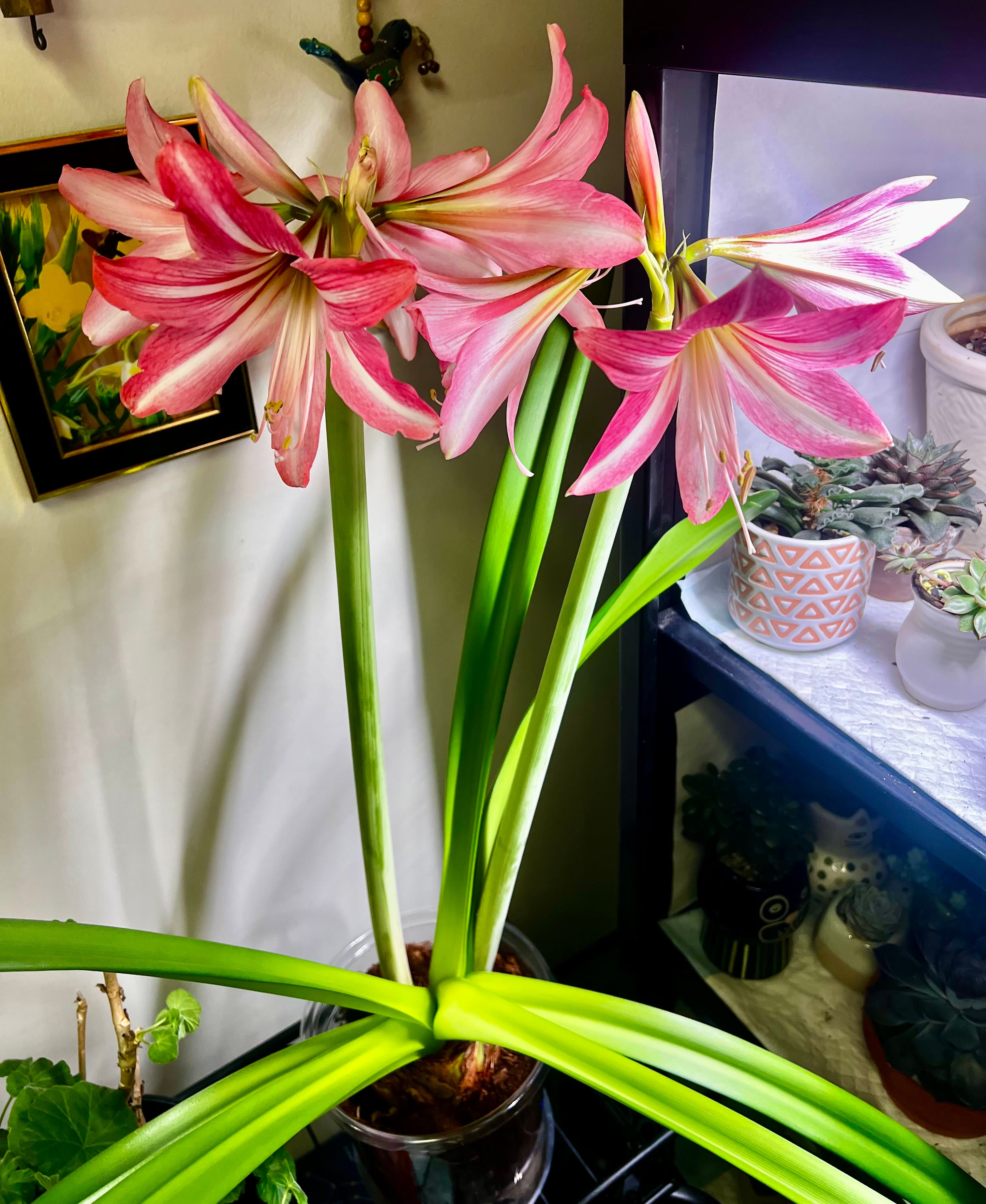 🌸 St. Joseph's Lily Explained: Key Information