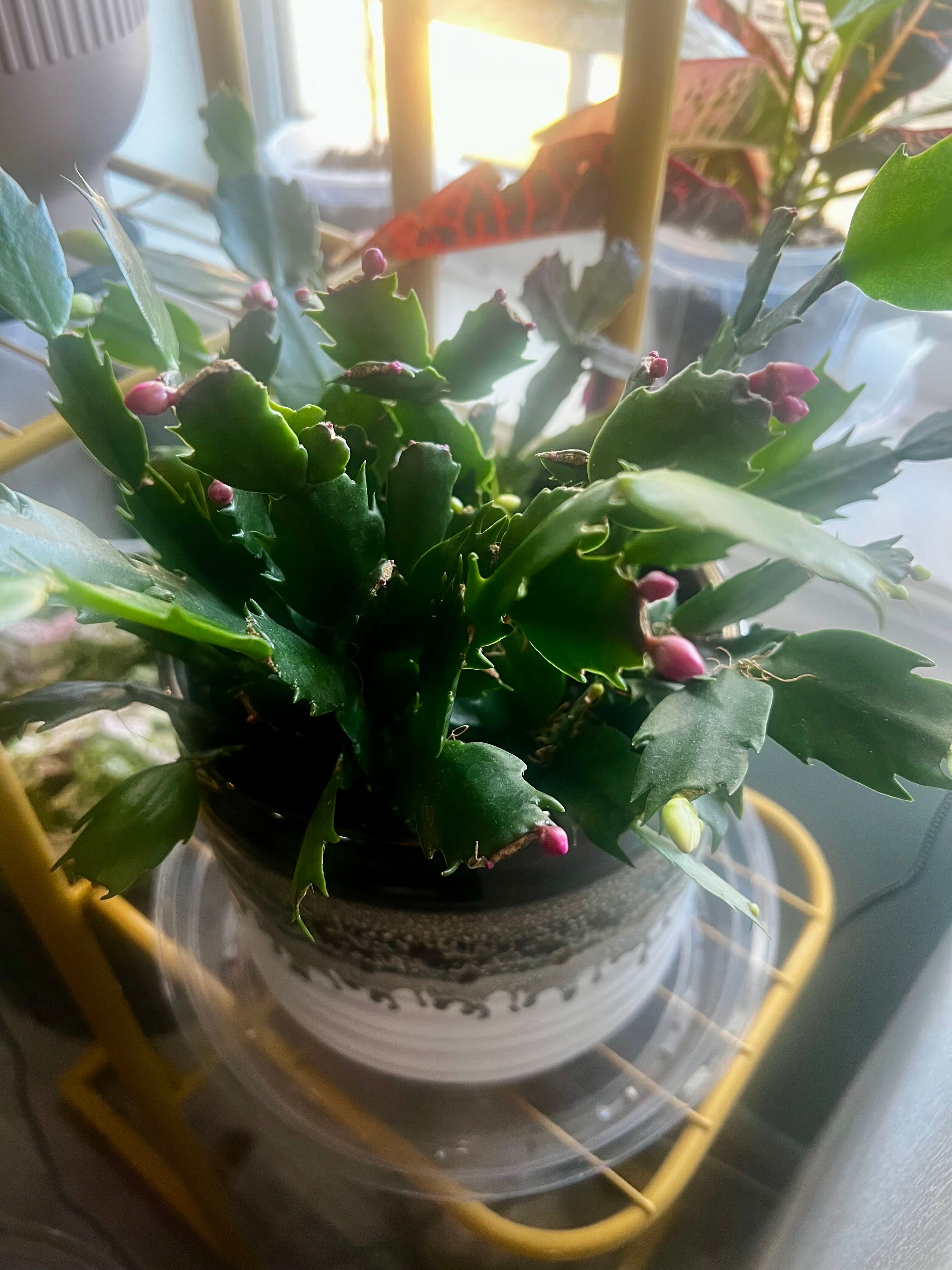 Keep Your False Christmas Cactus Alive: Light, Water & Care Instructions