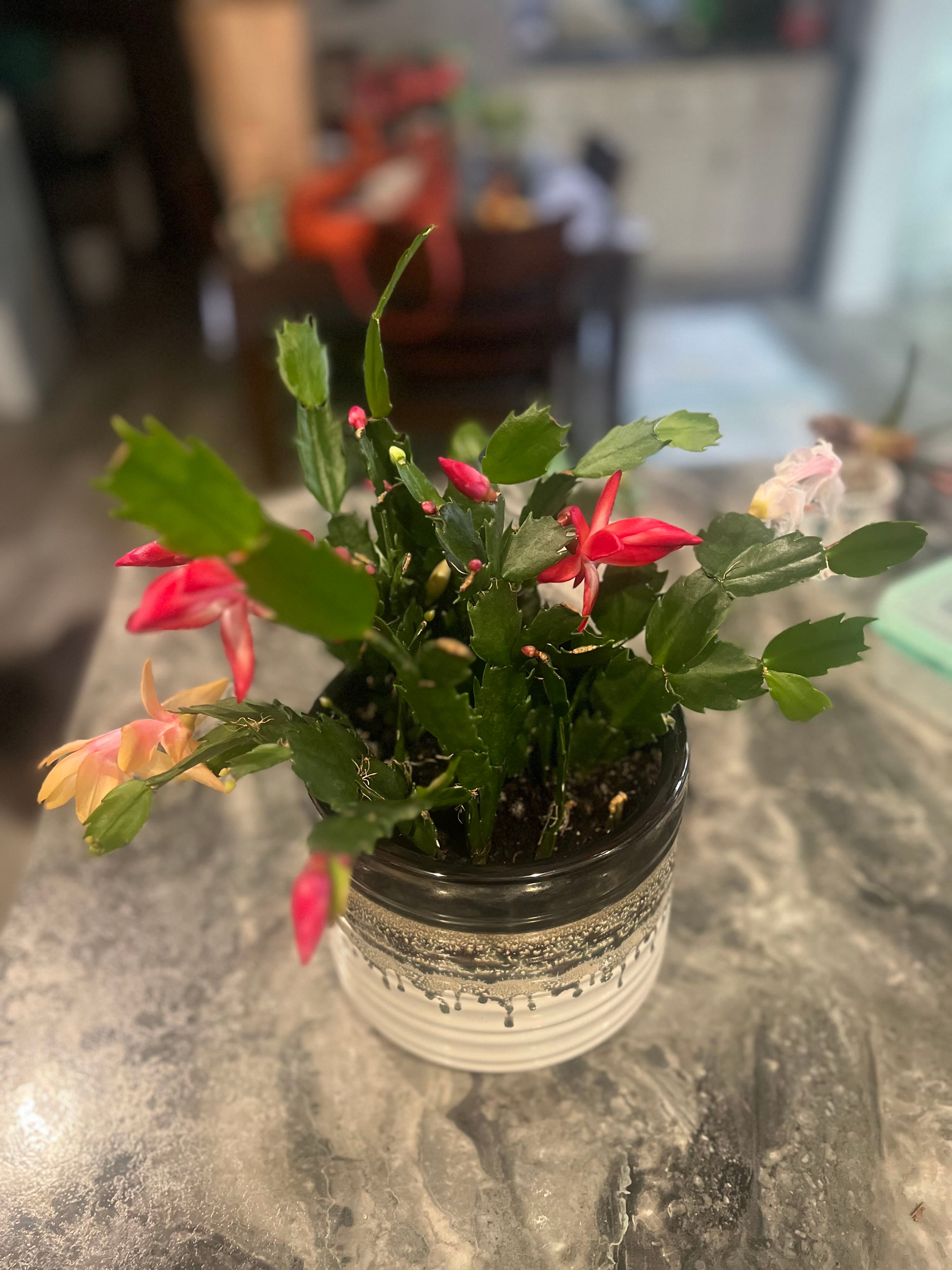 How to Care for False Christmas Cactus: Mastering Water, Sunlight & More