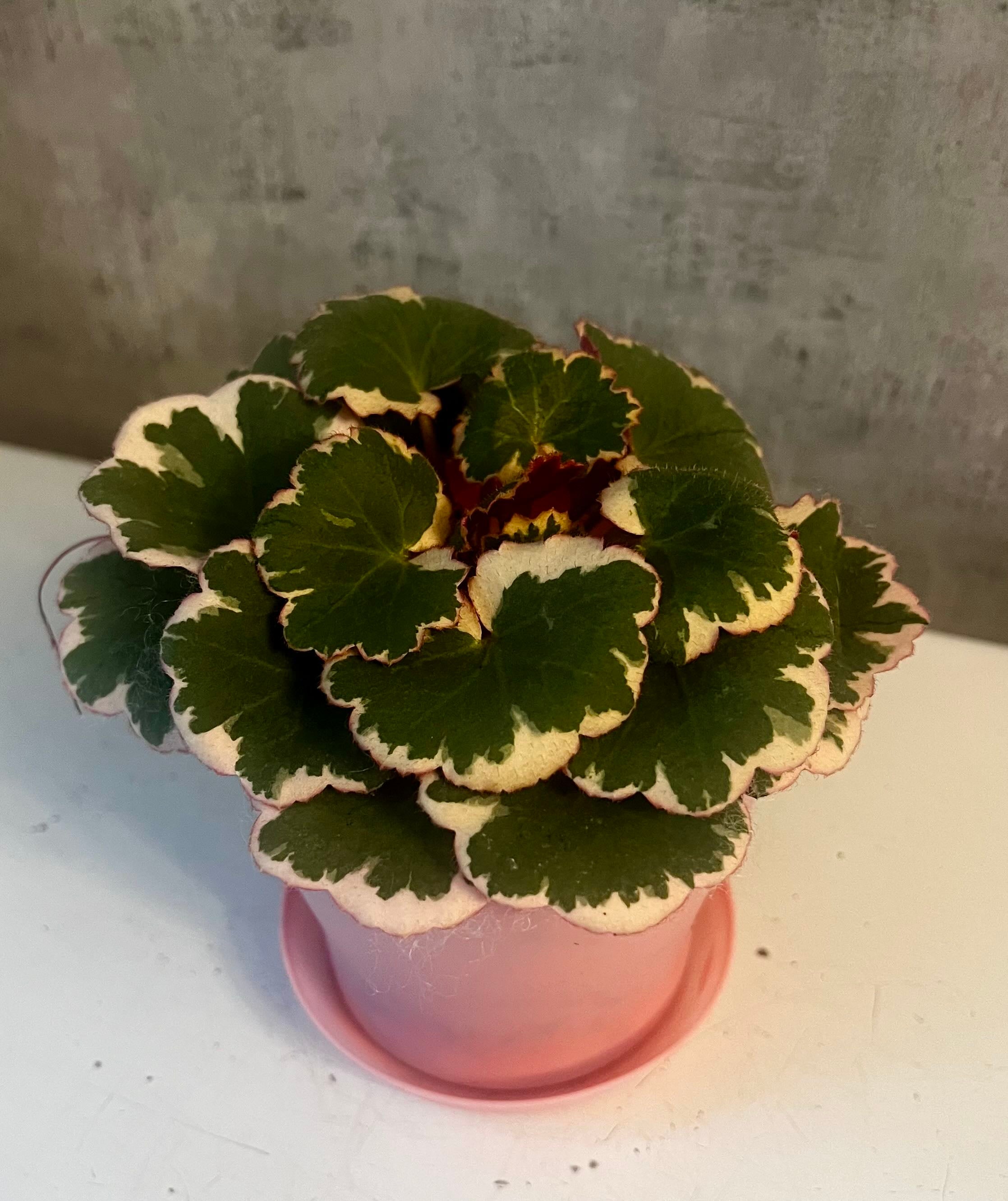 🍸 Black Spots on My Cocktail™ Vodka Begonia Leaves