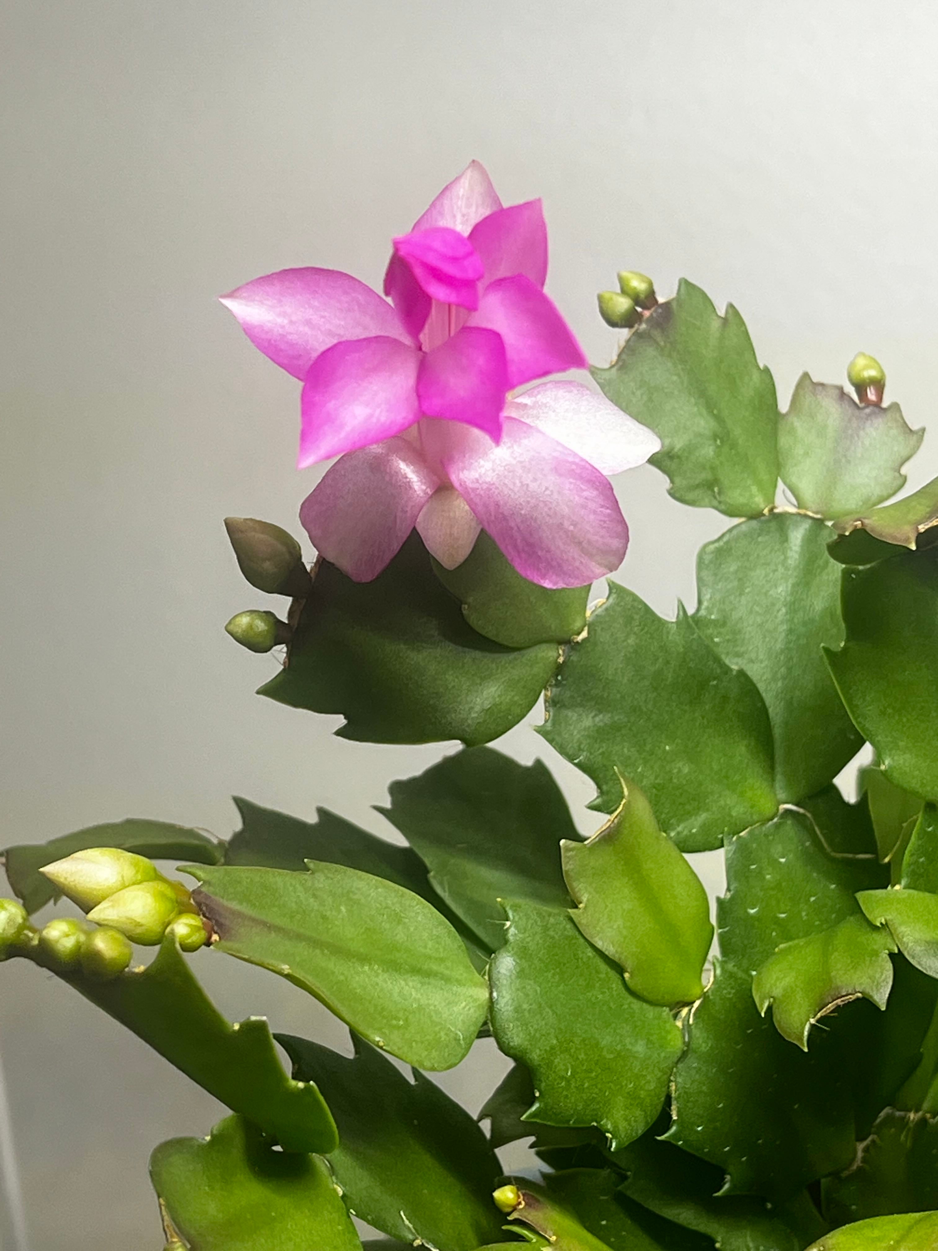 How to Care for False Christmas Cactus: Mastering Water, Sunlight & More