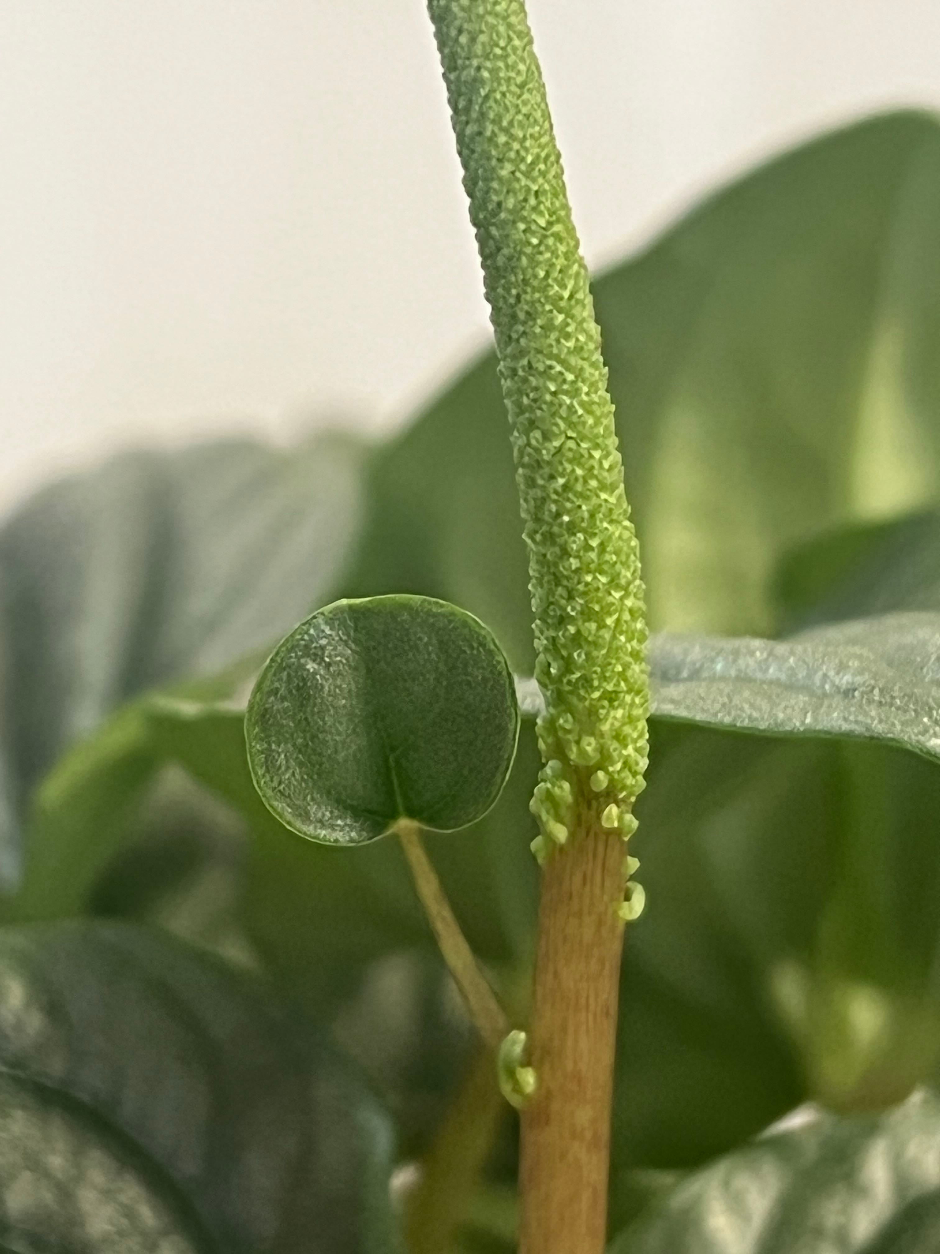 How to Care for Peperomia magnoliifolia: Mastering Water, Sunlight & More