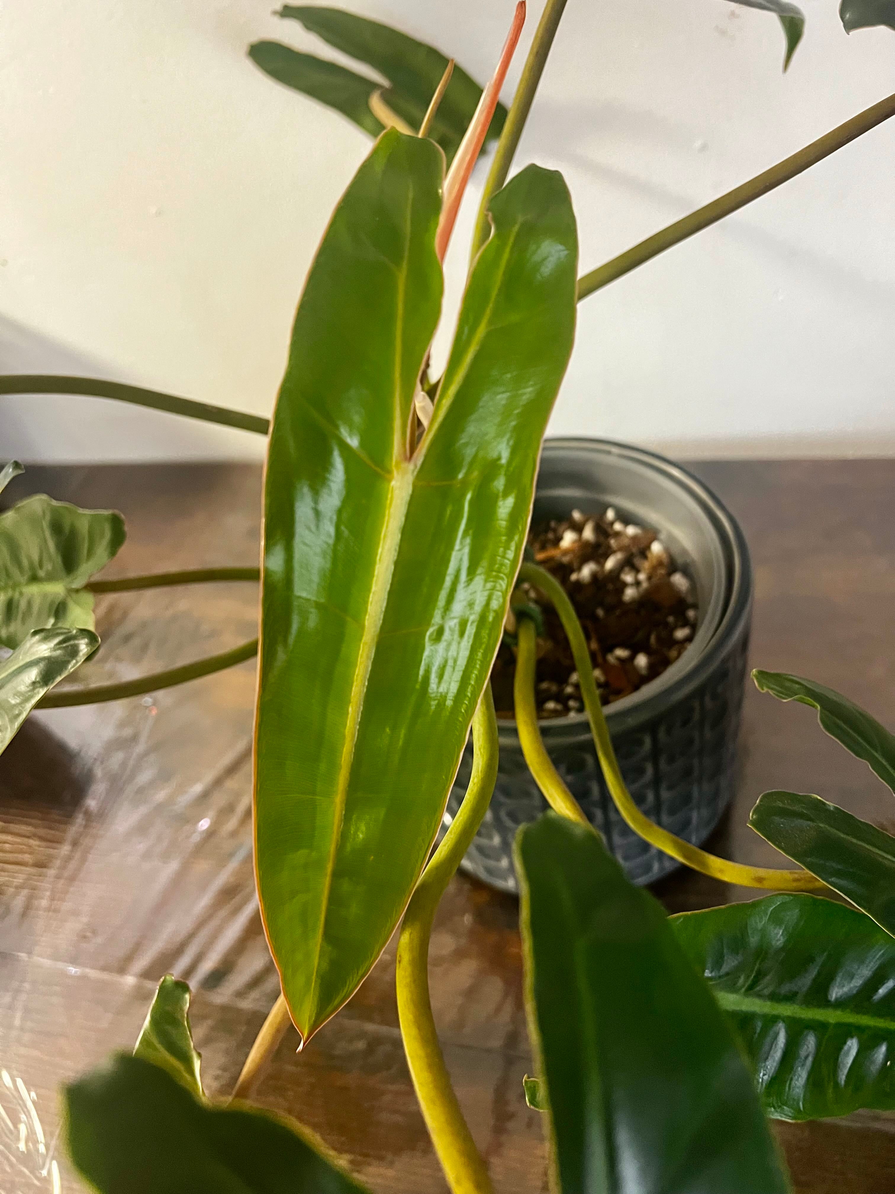 🌱 8 Plants That Love Growing with Philodendron