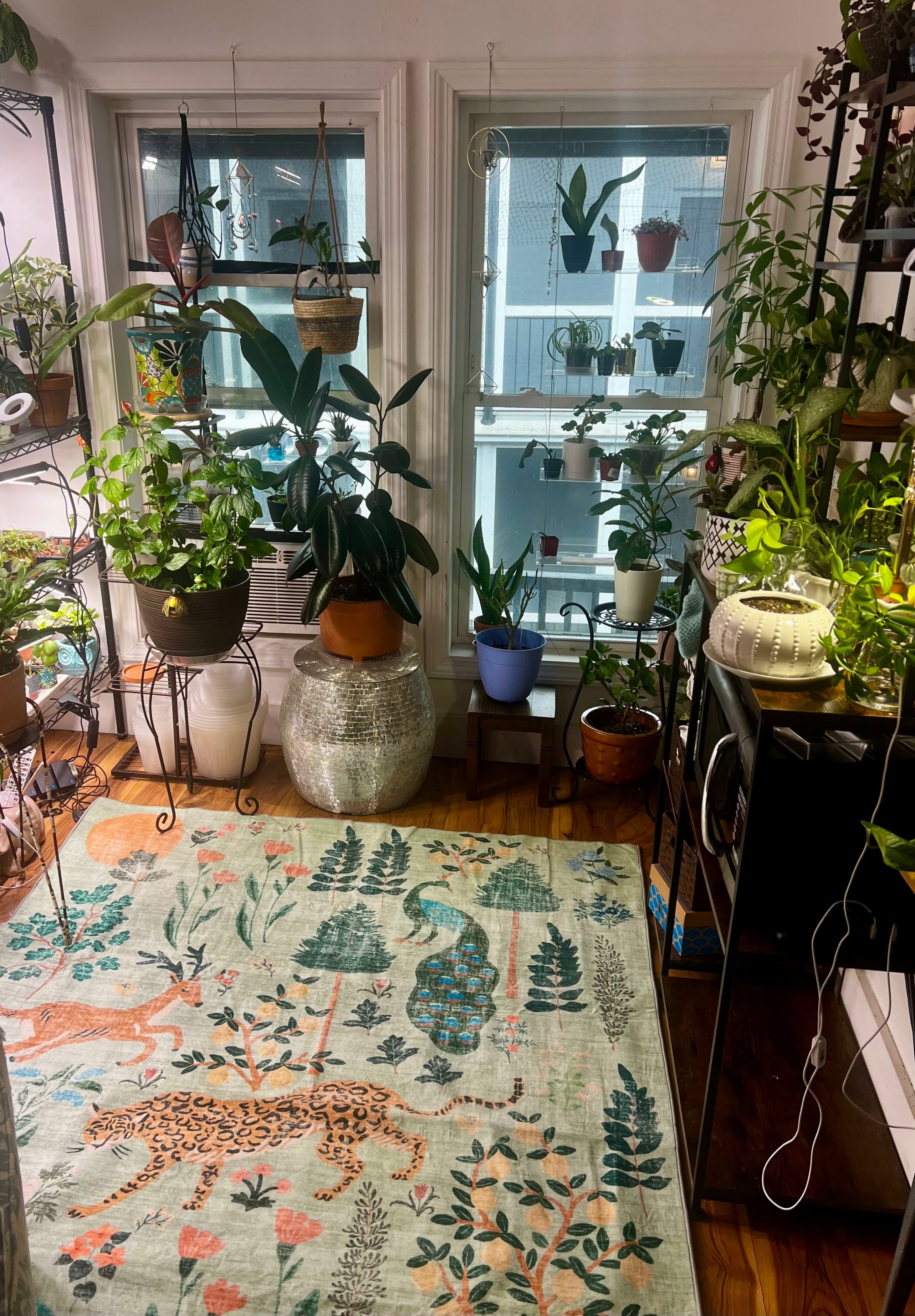 Philodendron 'Columbia' Plant Care: Water, Light, Nutrients | Greg App 🌱