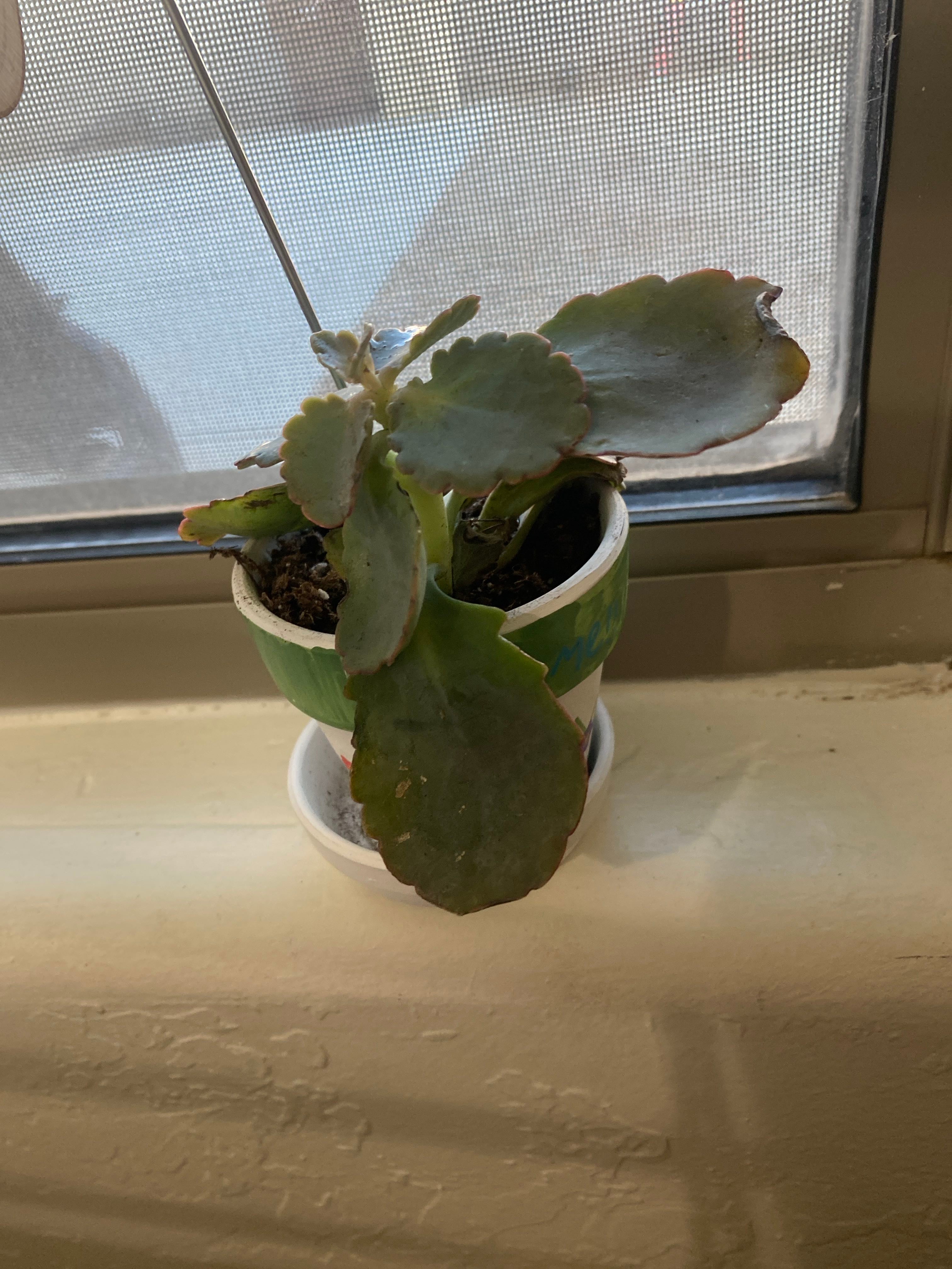 Miracle Leaf Plant Care: Water, Light, Nutrients | Greg App 🌱