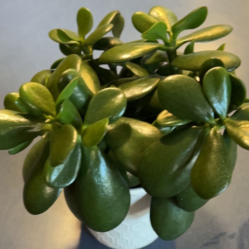 Luna | A plant by @SharpDragonfire on Greg