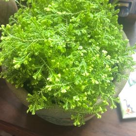 Golden Club Moss Plant Care: Water, Light, Nutrients | Greg App 🌱