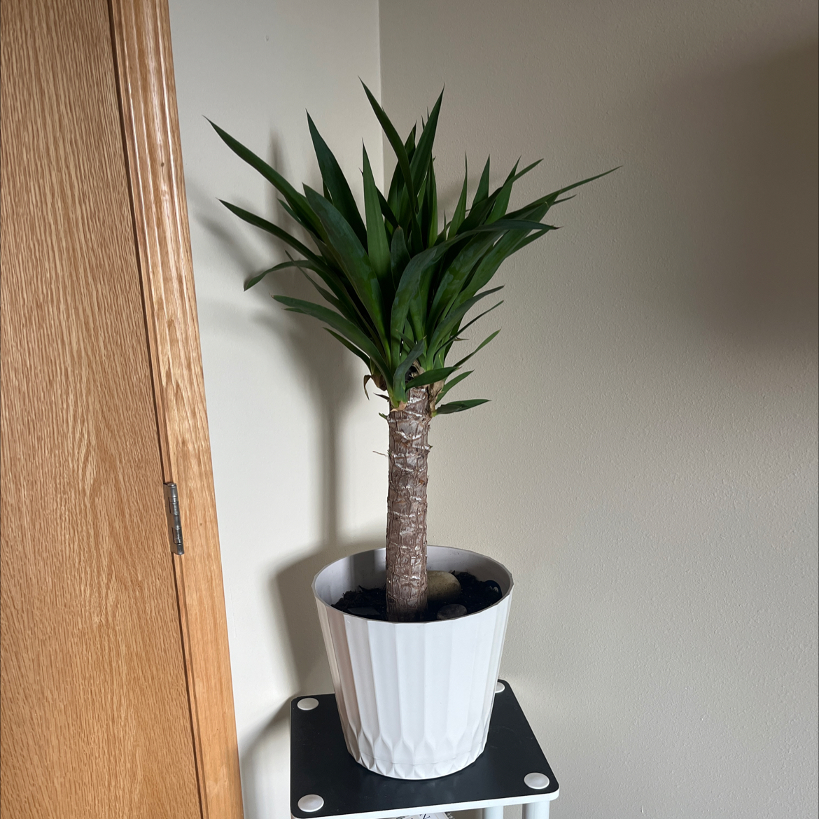 Gregarious | A plant by @EternalSucc on Greg