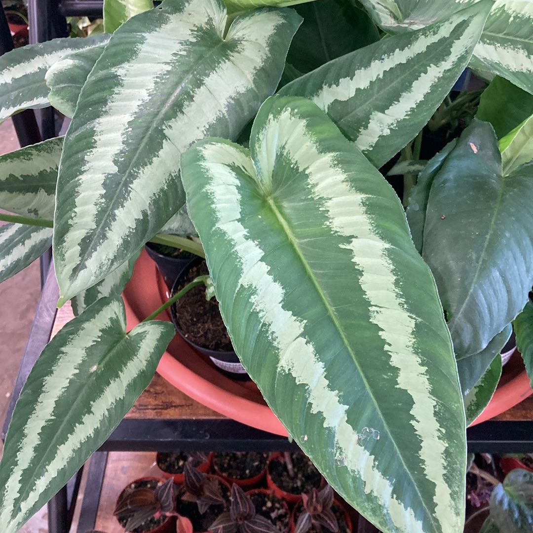 Symbolism and Benefits of the Schismatoglottis wallichii