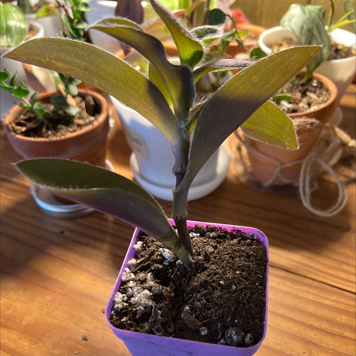 Pale Puma Plant Care: Water, Light, Nutrients | Greg App 🌱