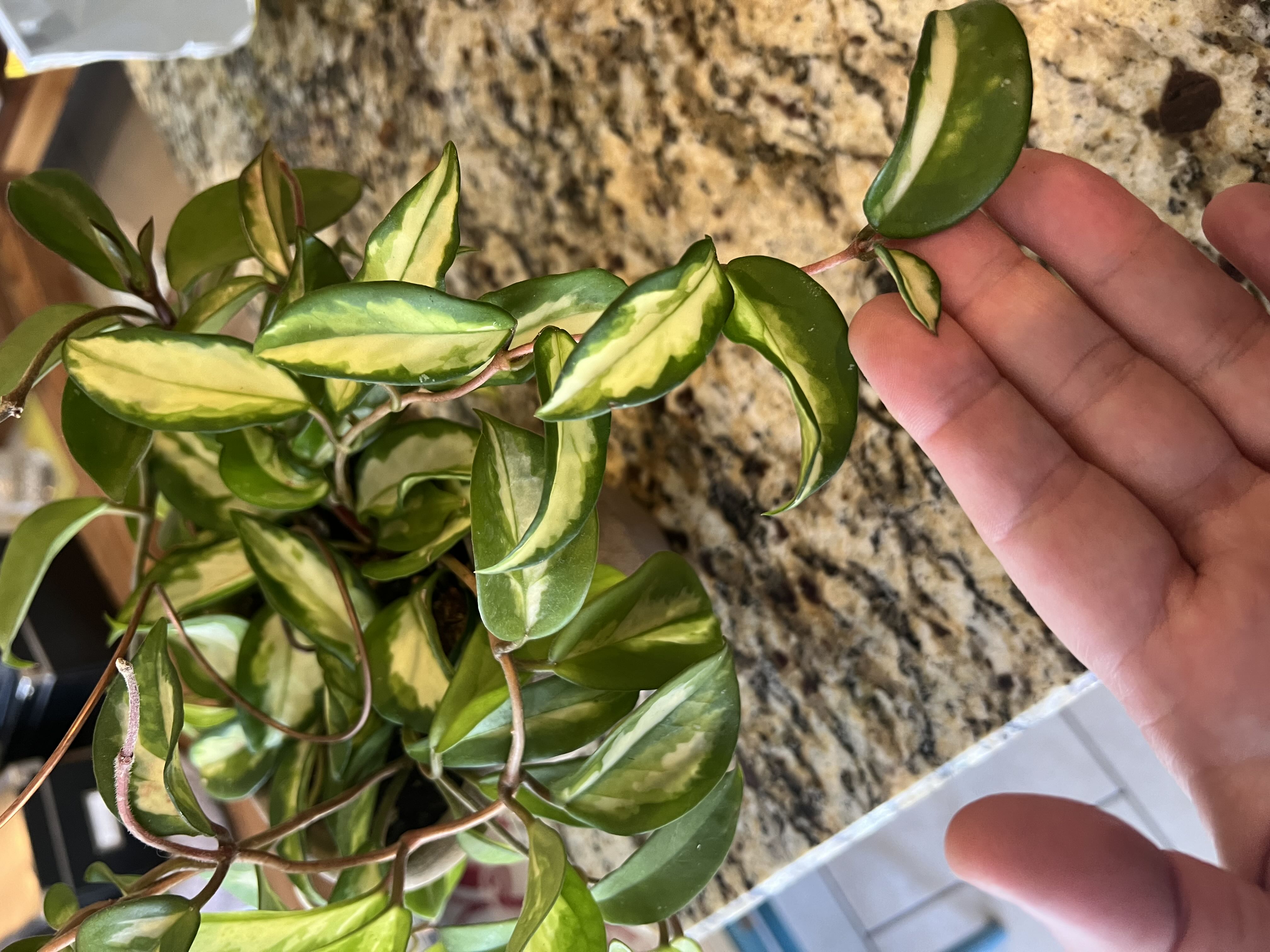 Hoya 'Chouke' Care 101: Water, Light & Growing Tips