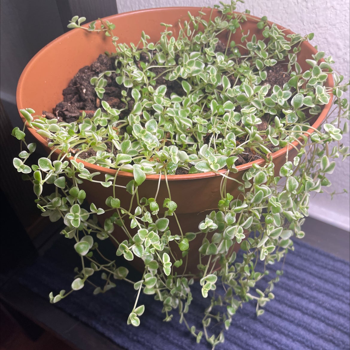 🌞 How Much Sunlight For Your Sedum 'Little Missy'