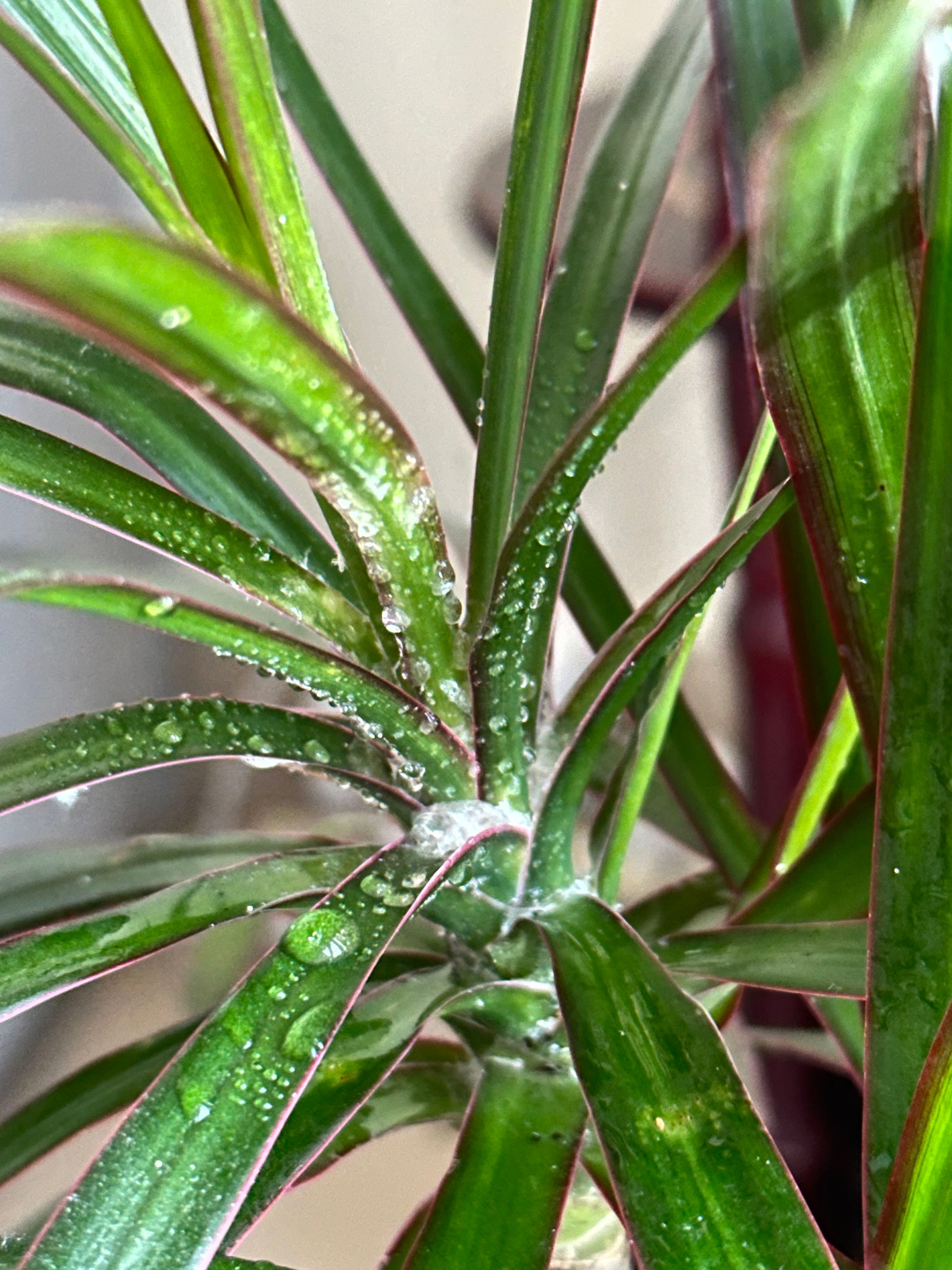 Hello Greg community! Some of this fungus like fluffy sub...