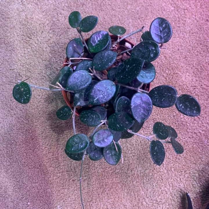 Xena | A plant by @LivelyBacchus on Greg