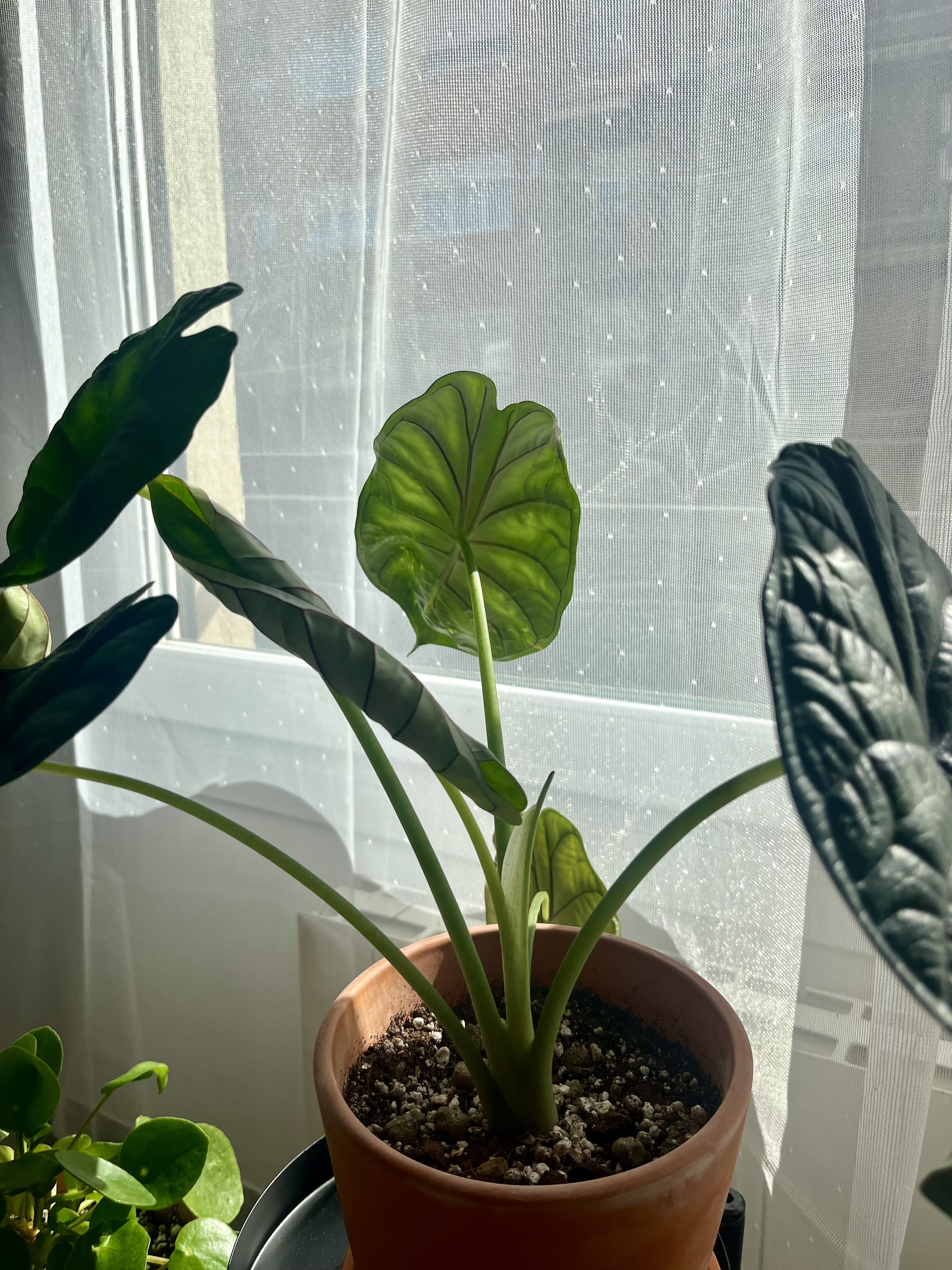 🐉 Why Are My Alocasia 'Dragon Scale' Leaves Curling?