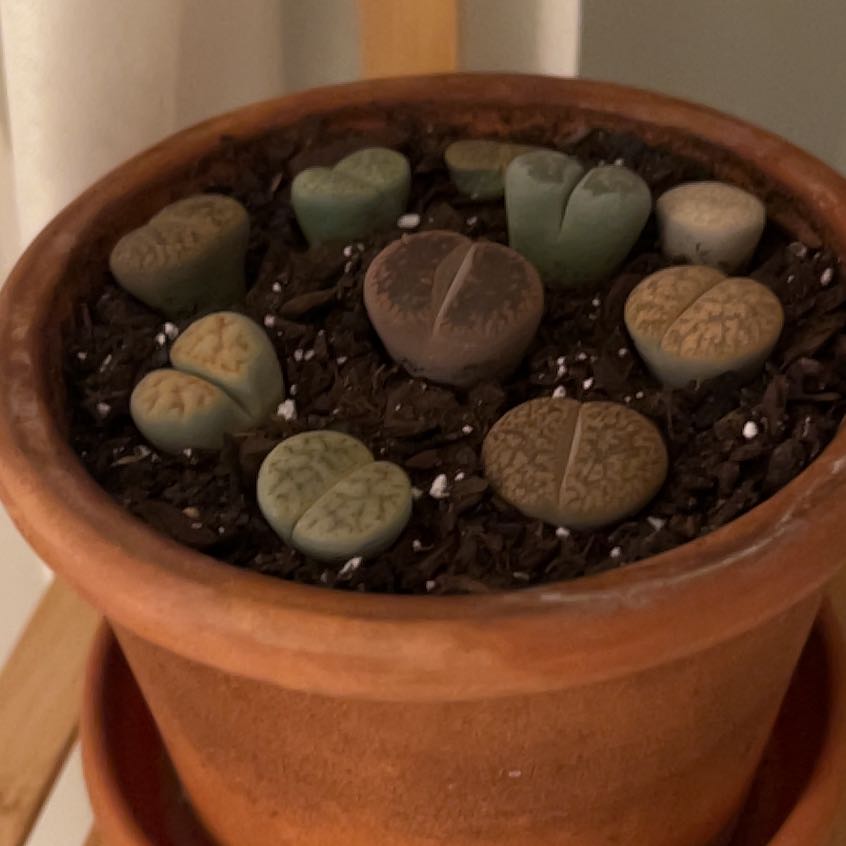 Athena | A plant by @GroovyVinemaple on Greg