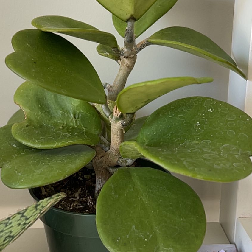 ️ What Is A Good Temperature Range For My Sweetheart Hoya?