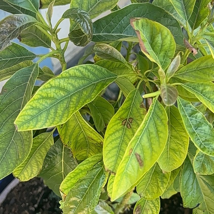 🥑 Why Are The Leaves On My Avocado Turning Yellow?