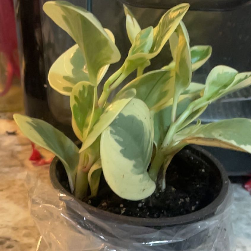 Peter Parker | A plant by @EffectiveWoreya on Greg